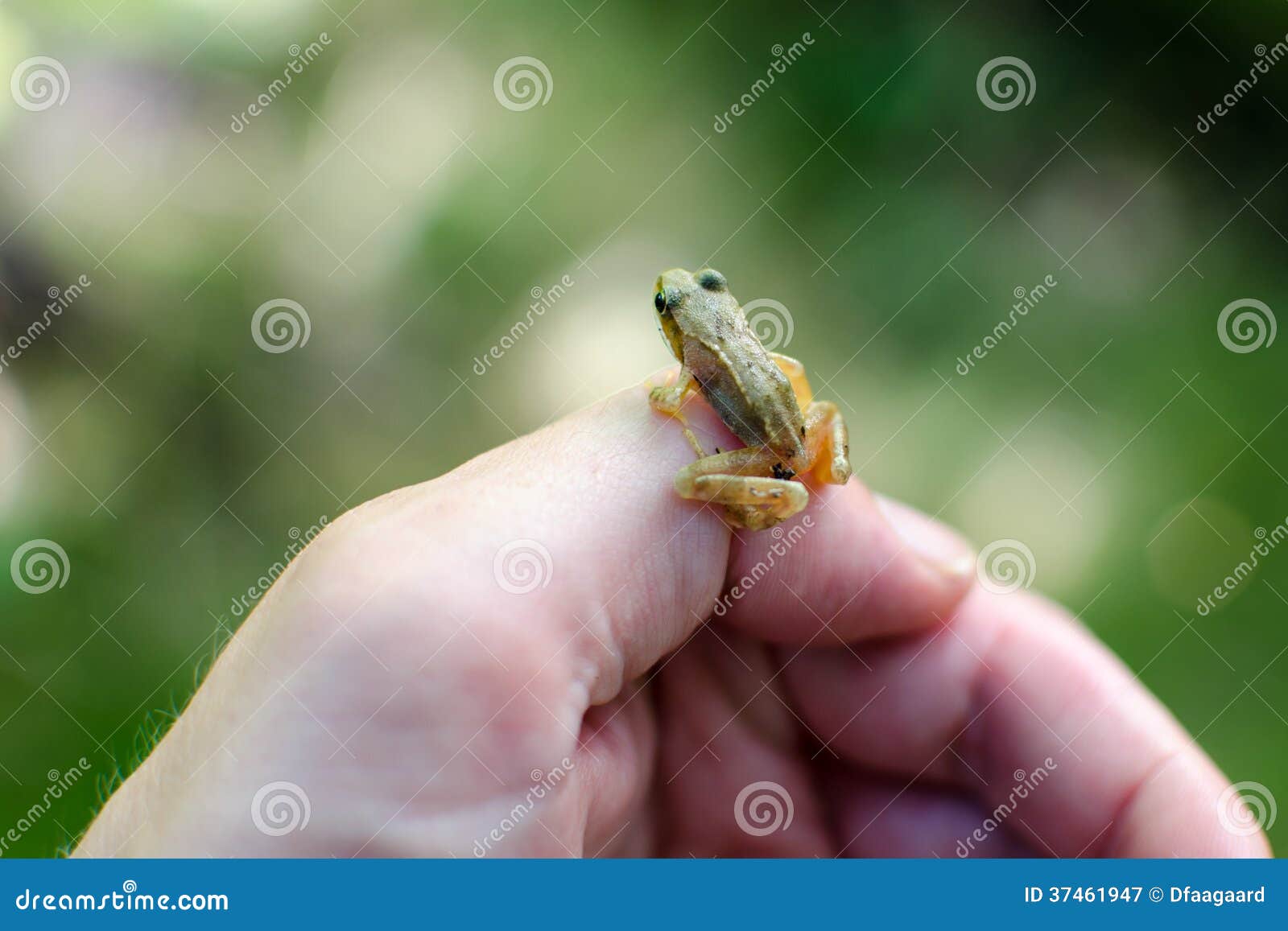 Frog Thumb Stock Photos - Free & Royalty-Free Stock Photos from Dreamstime