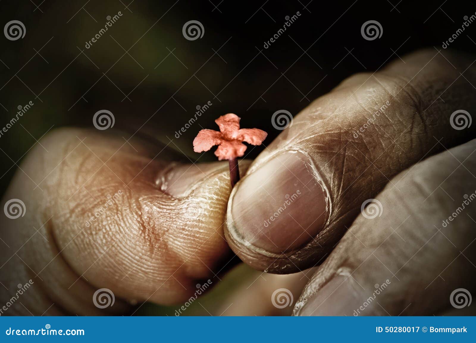 Holding tiny small flower stock image. Image of hand - 50280017
