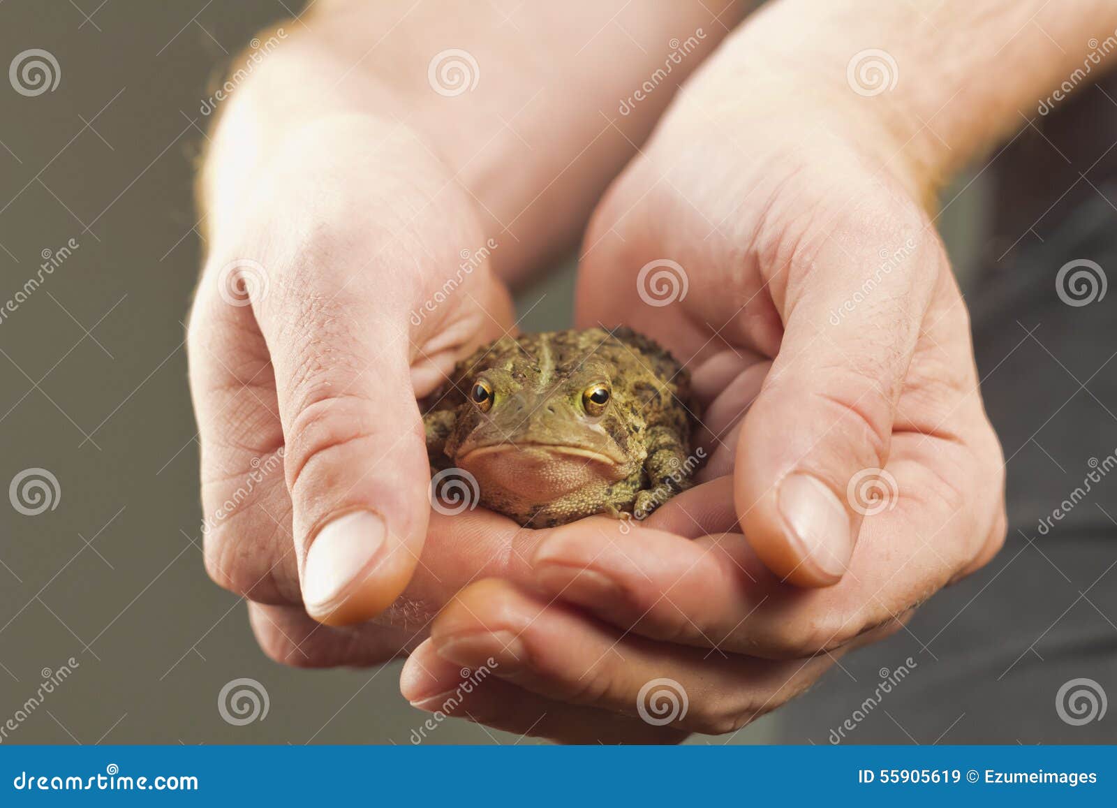 Holding Toad stock image. Image of hands, spots, species - 55905619