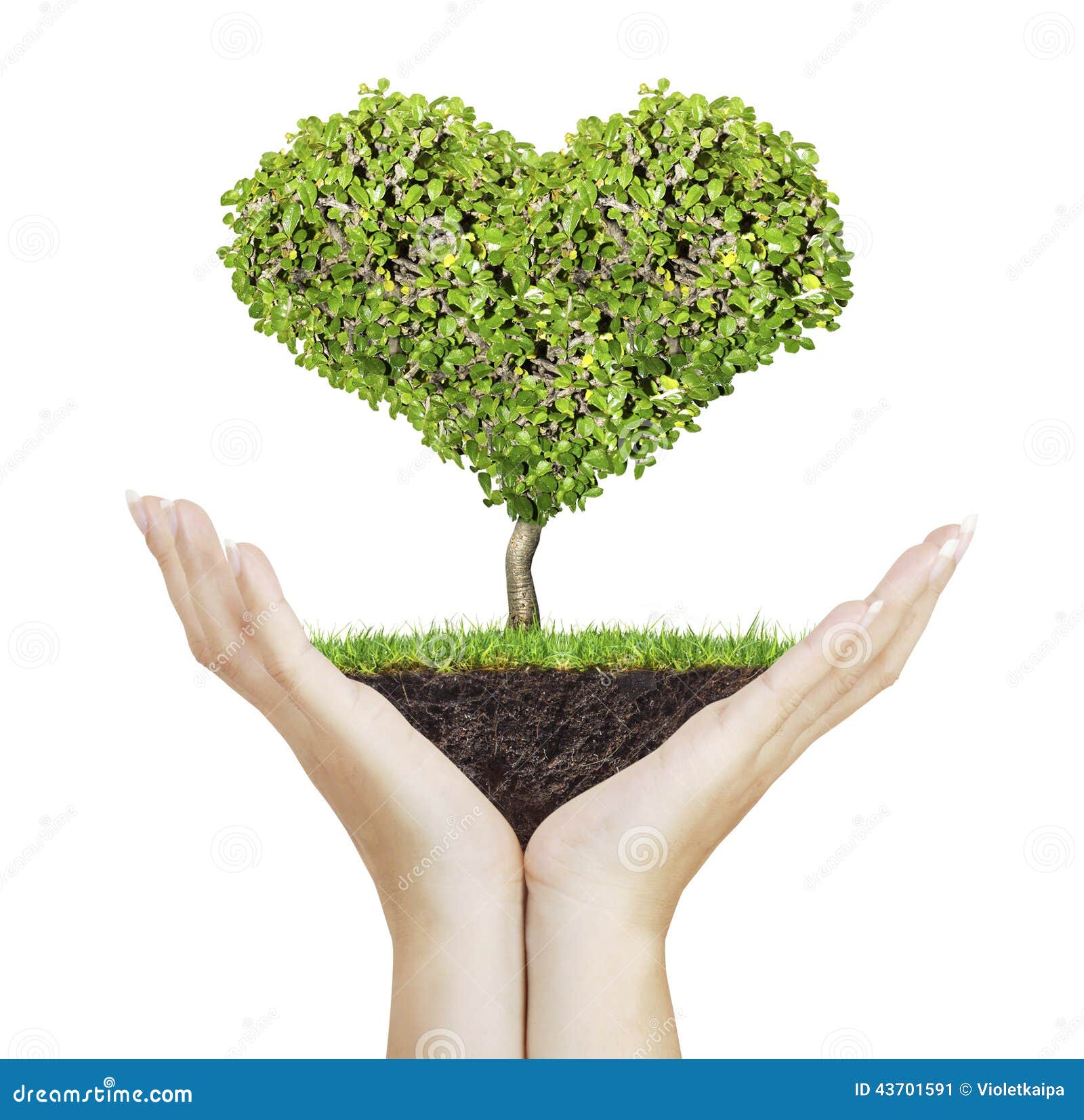 Holding a tree stock image. Image of fragility, care - 43701591