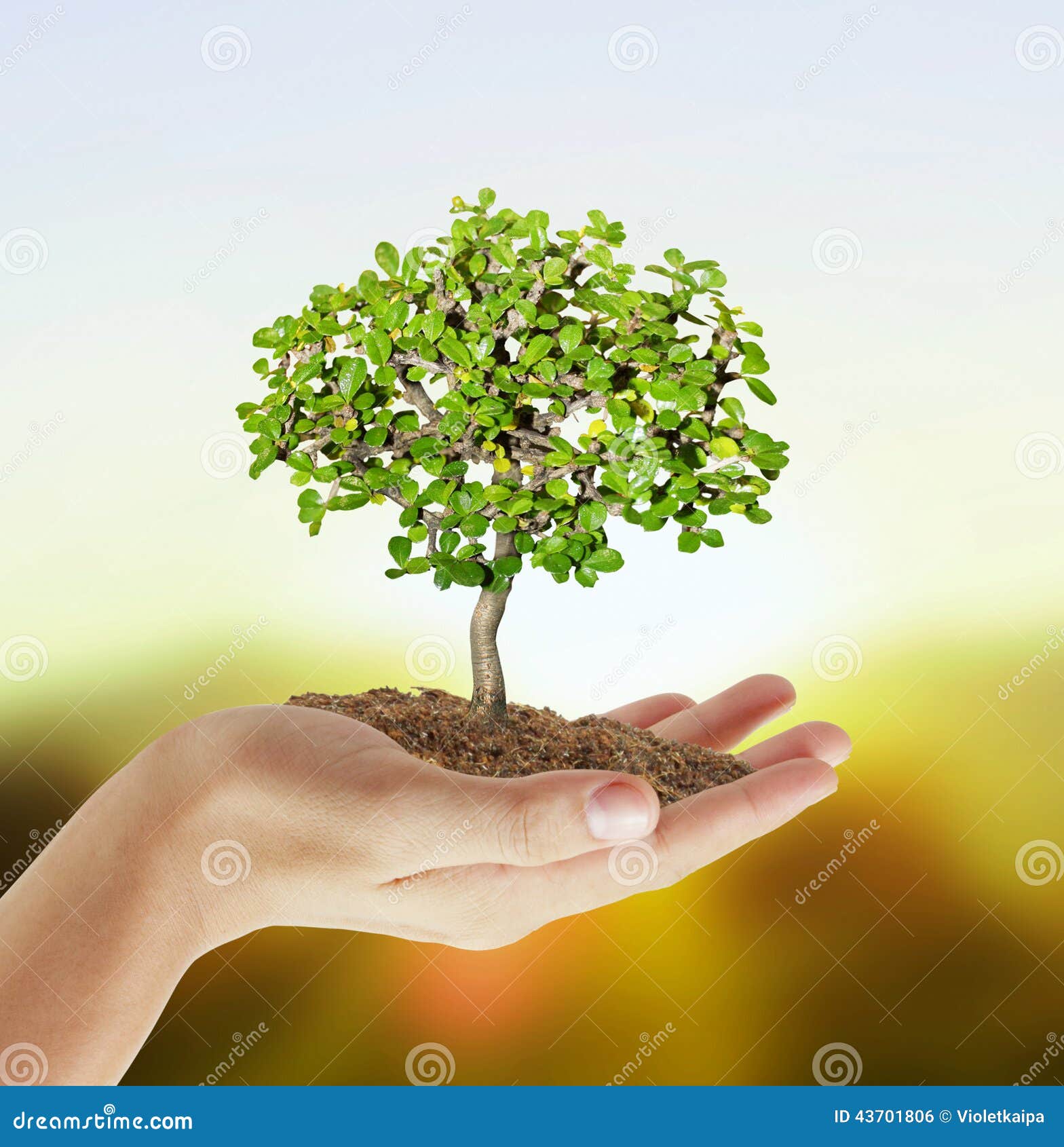 Holding a tree stock photo. Image of sapling, imagination - 43701806