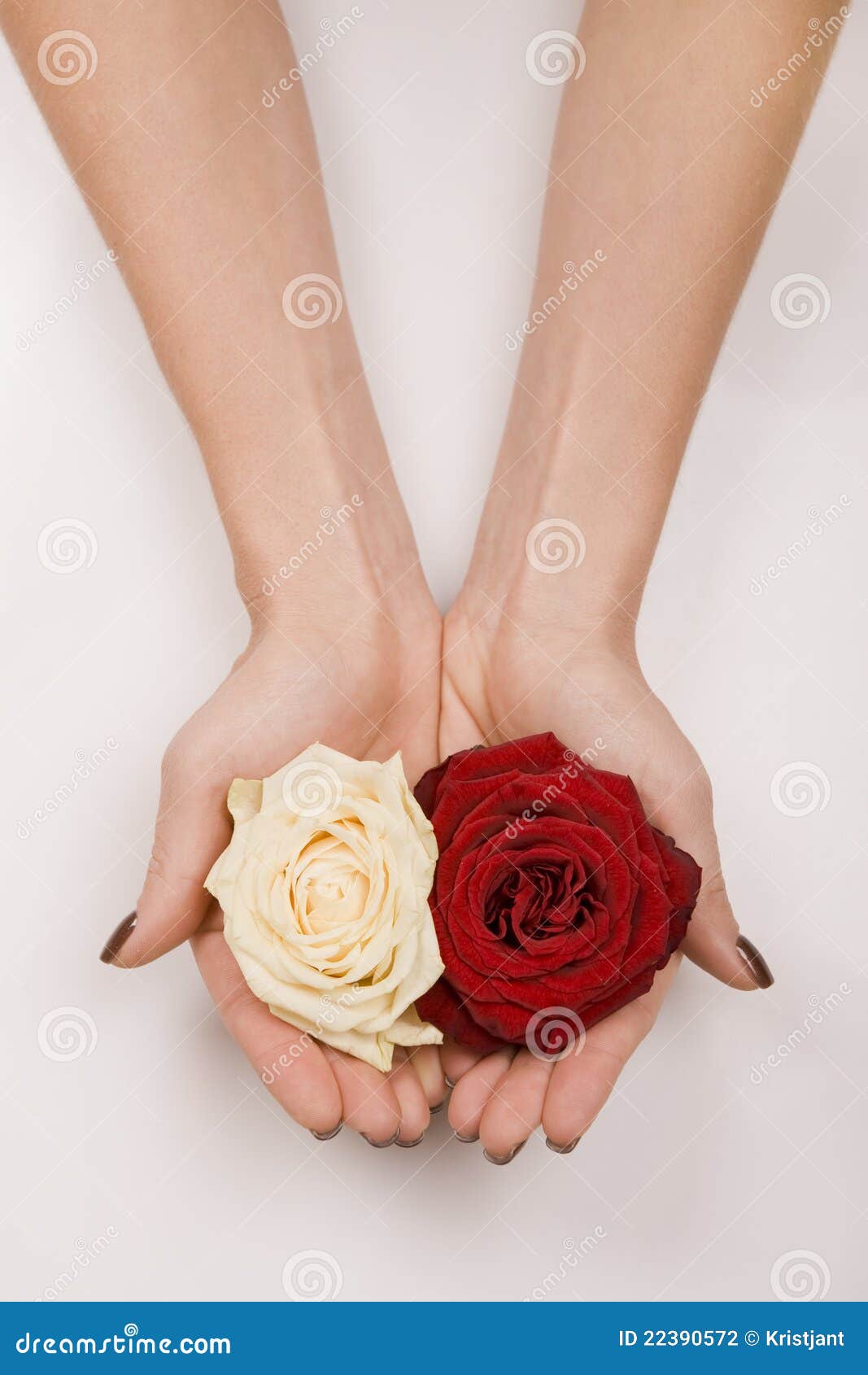 Holding two roses stock photo. Image of person, human - 22390572