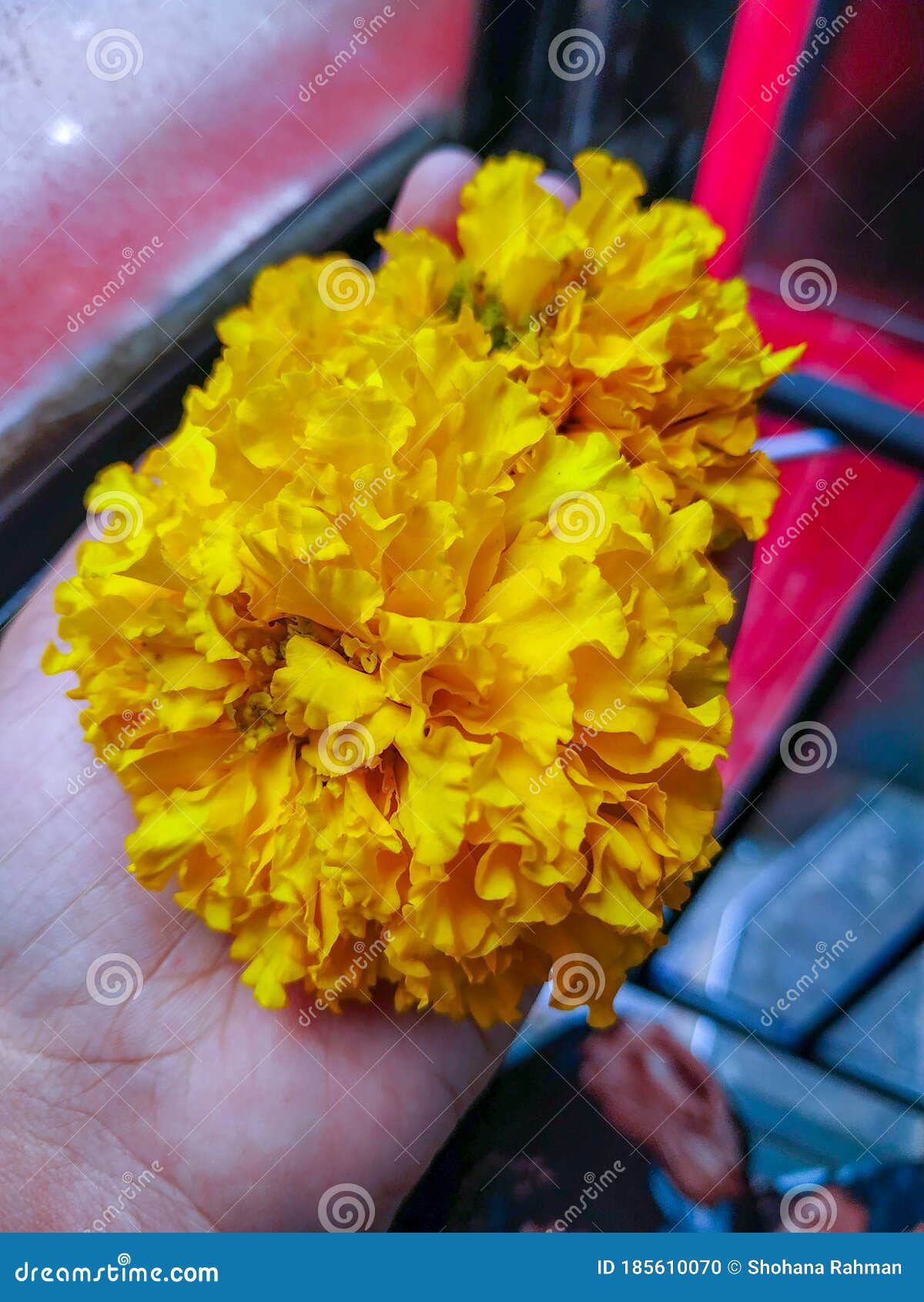 Holding Yellow Marigold Flower on Hand Stock Photo - Image of marigold ...