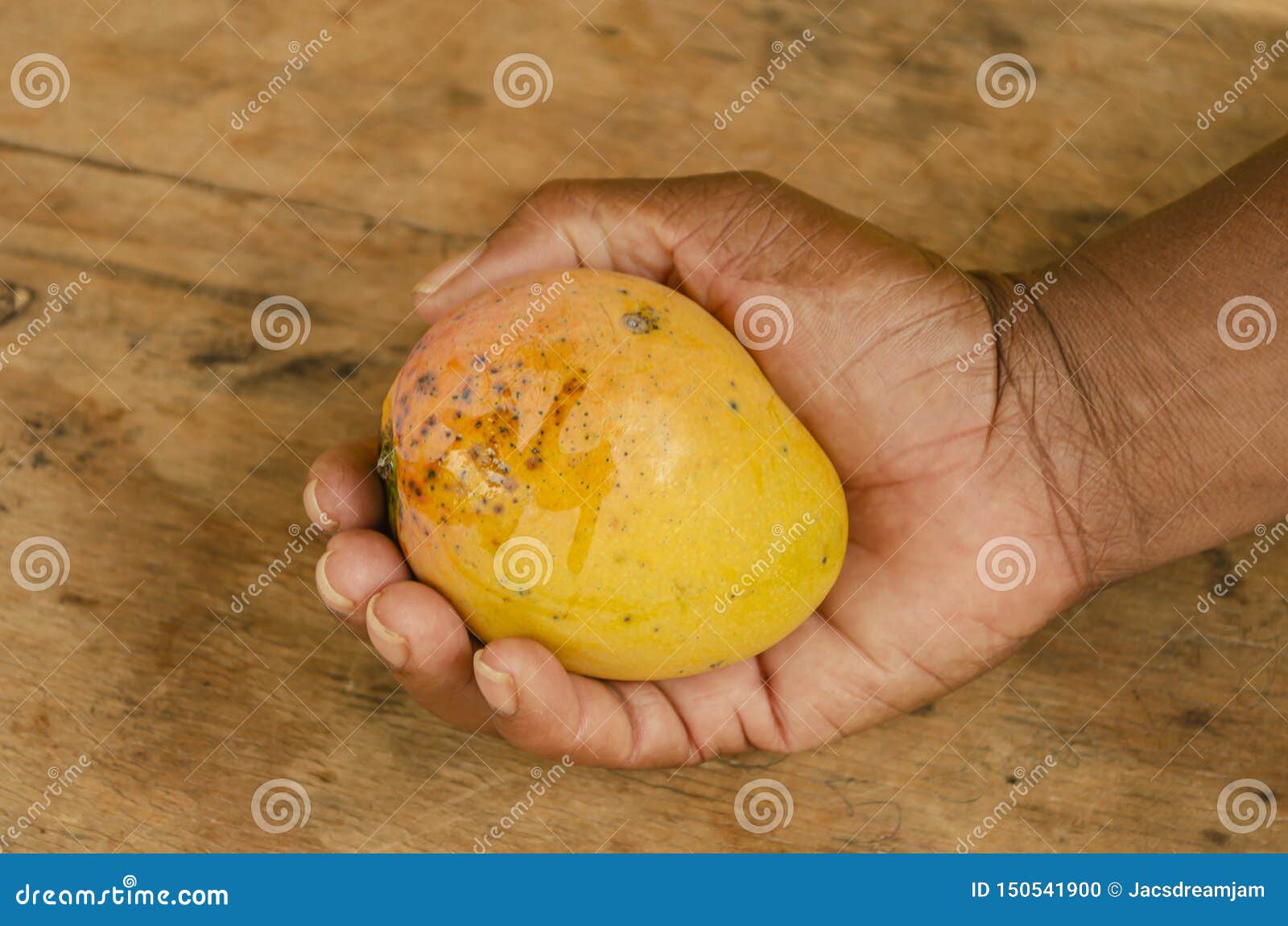 Mango in Hand stock photo. Image of mangoes, mangifera - 150541900