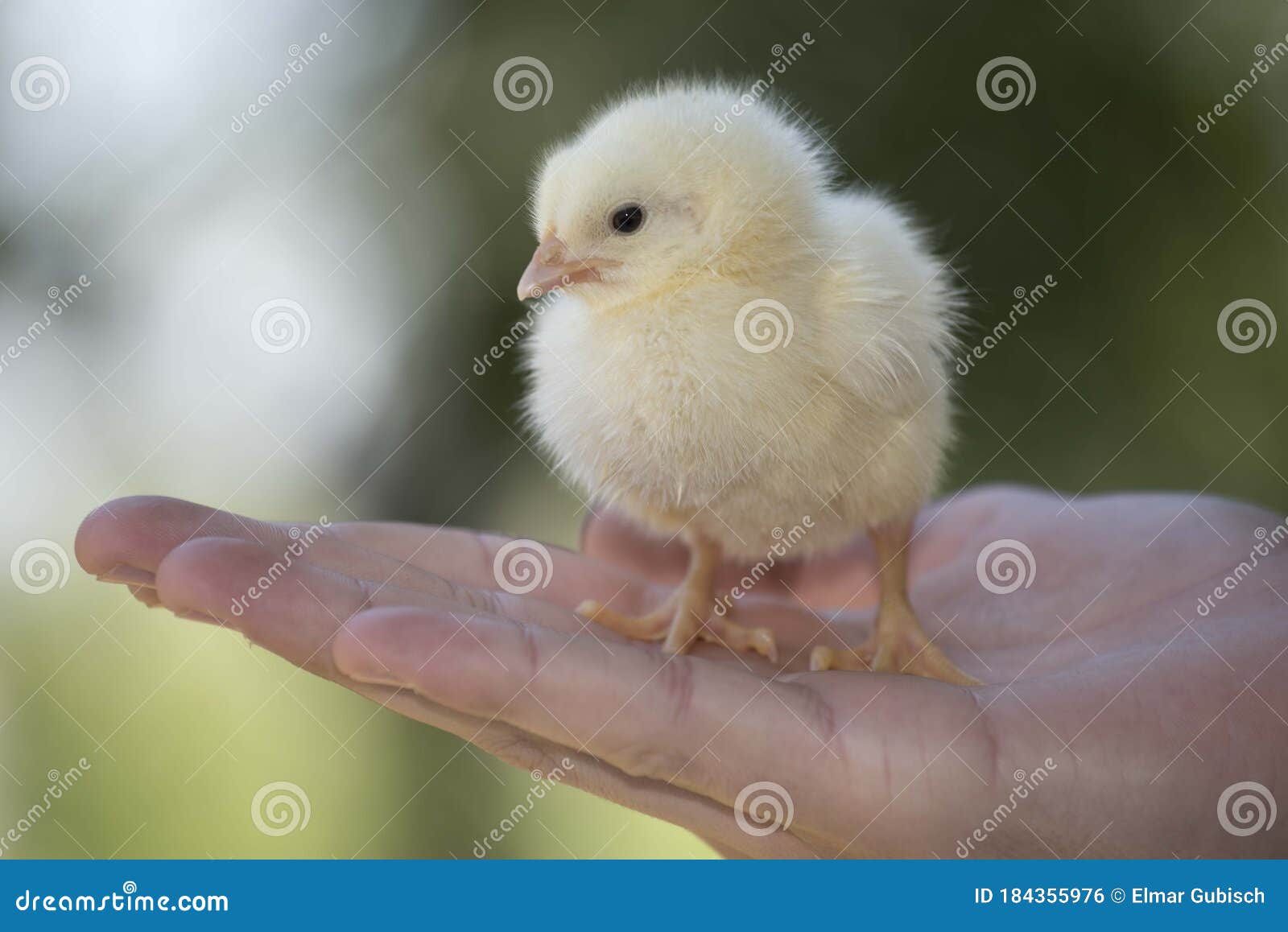 Holding Young Chick in Hand Stock Photo - Image of farmer, land: 184355976