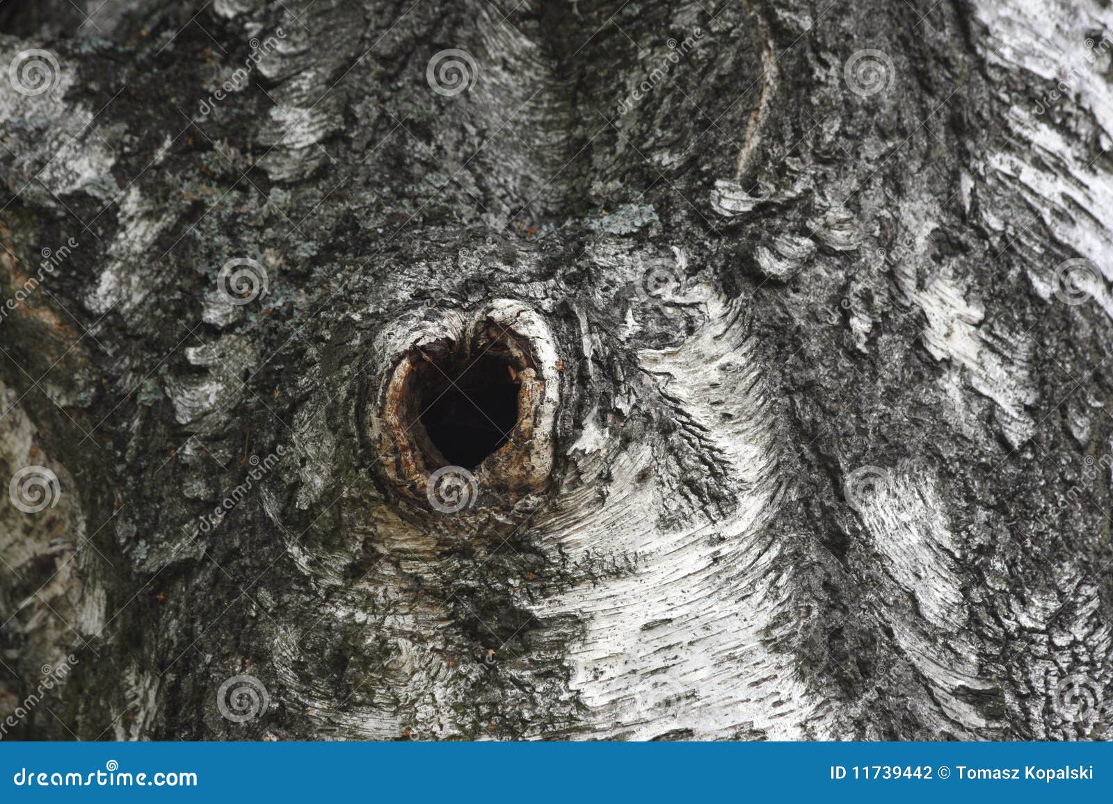 Hole stock photo. Image of refuge, place, trunk, tree - 11739442