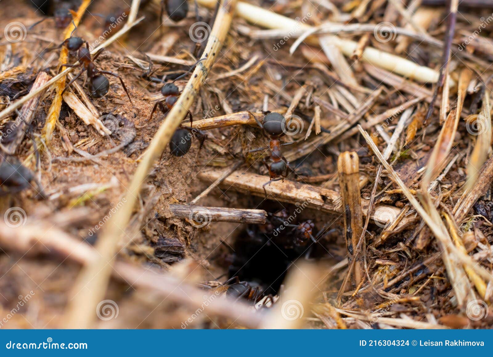 Hole of Anthill and Lots of Running Ants Stock Photo - Image of anthill ...