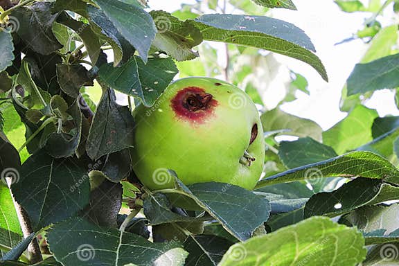 A Hole in a Apple Caused by a Codling Moth Stock Image - Image of ...