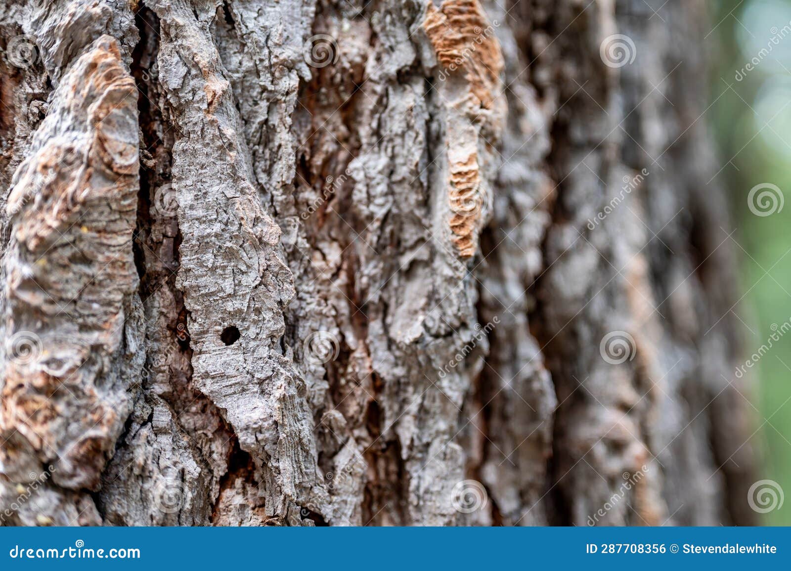 Hole in the Bark Coniferous Tree Left by a Mountain Pine Beetle. Stock ...