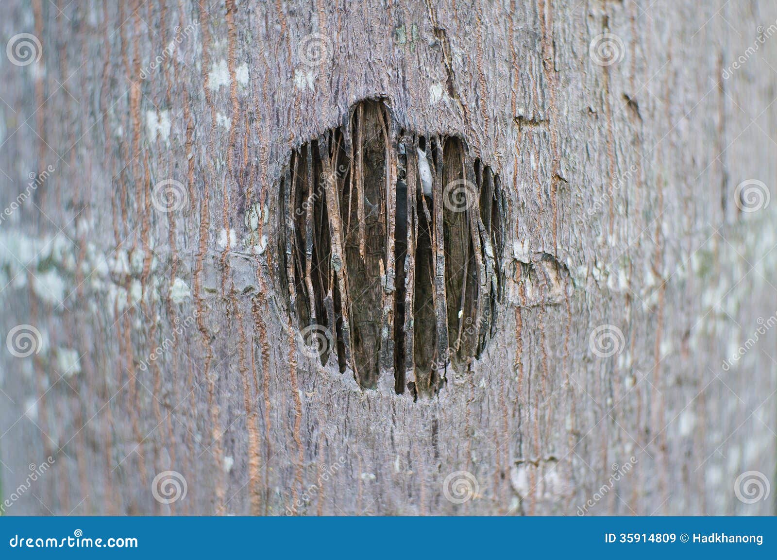 Splinter Tree Stumps After Deforestation Stock Photography ...