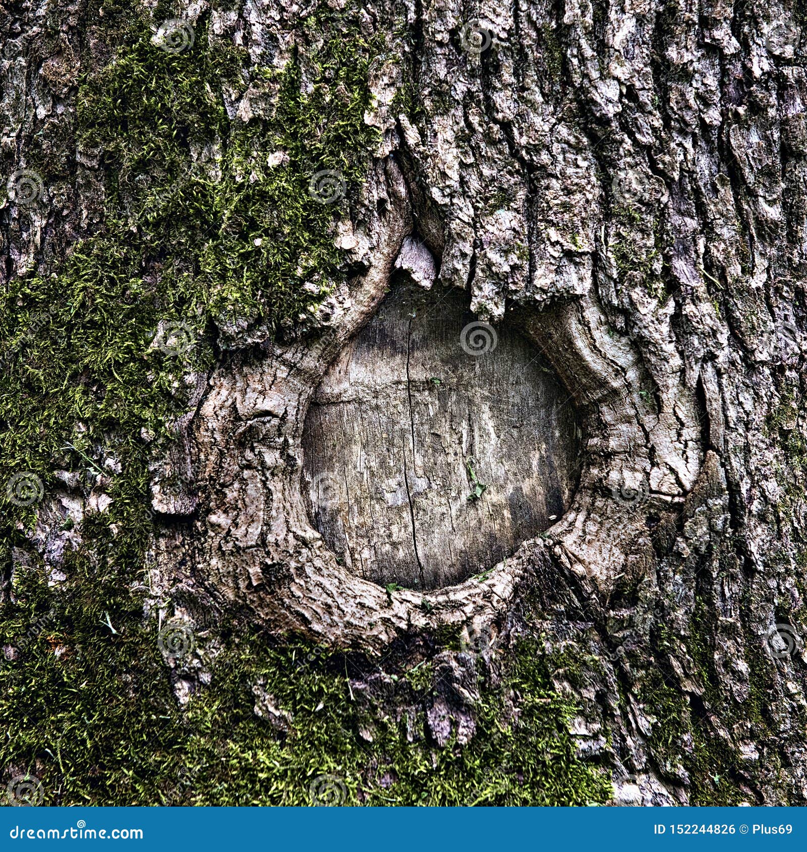 Hole in the Bark of a Tree Close Up Stock Photo - Image of tree ...