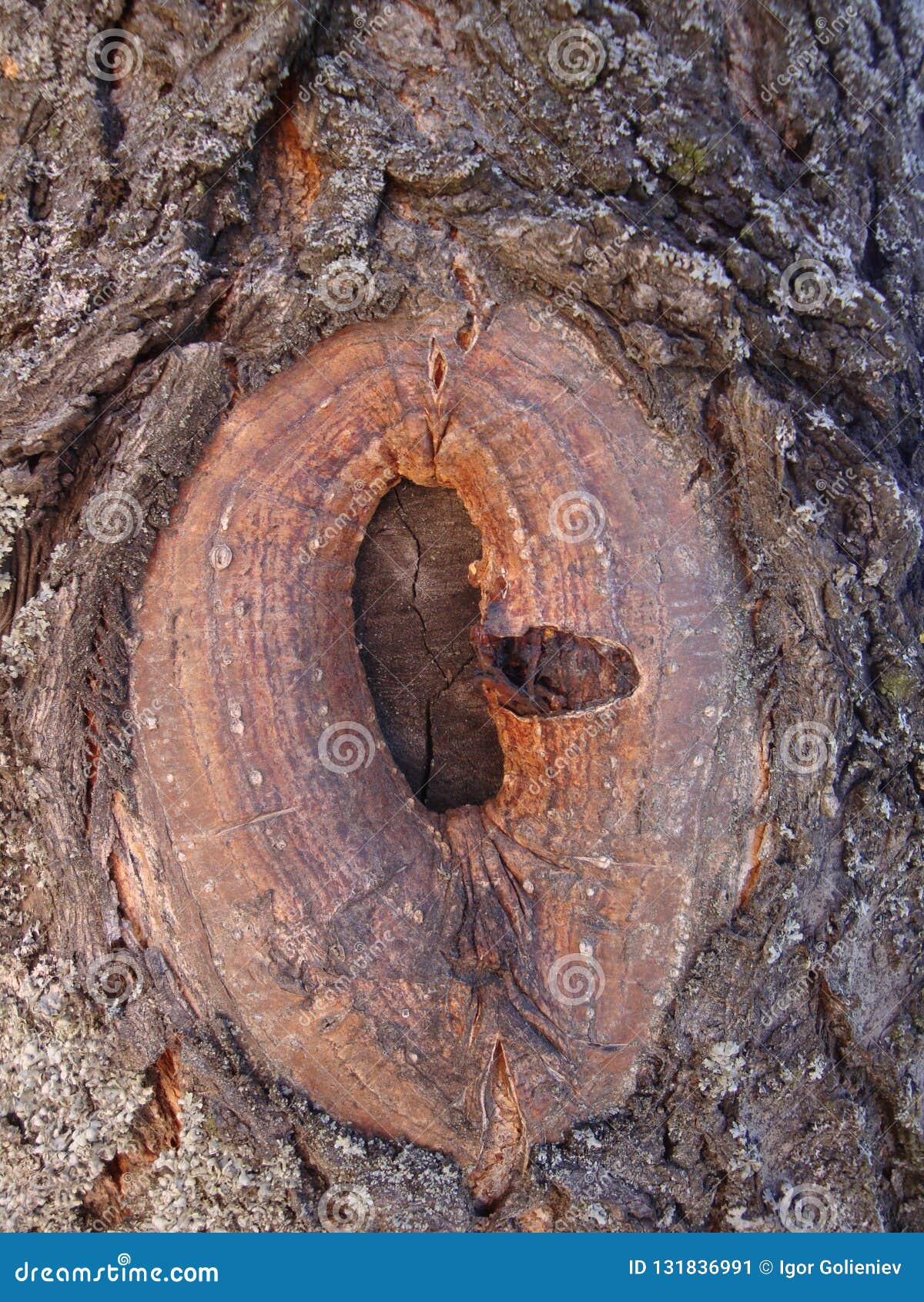 Hole in the Bark of a Tree Close Up Stock Image - Image of close, black ...
