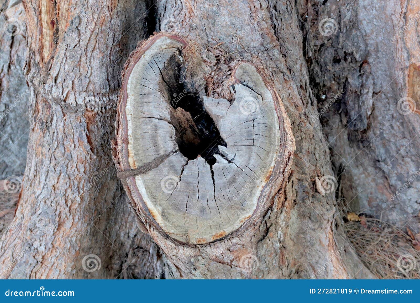 Hole in the Bark of a Tree Close-up Stock Image - Image of crack ...