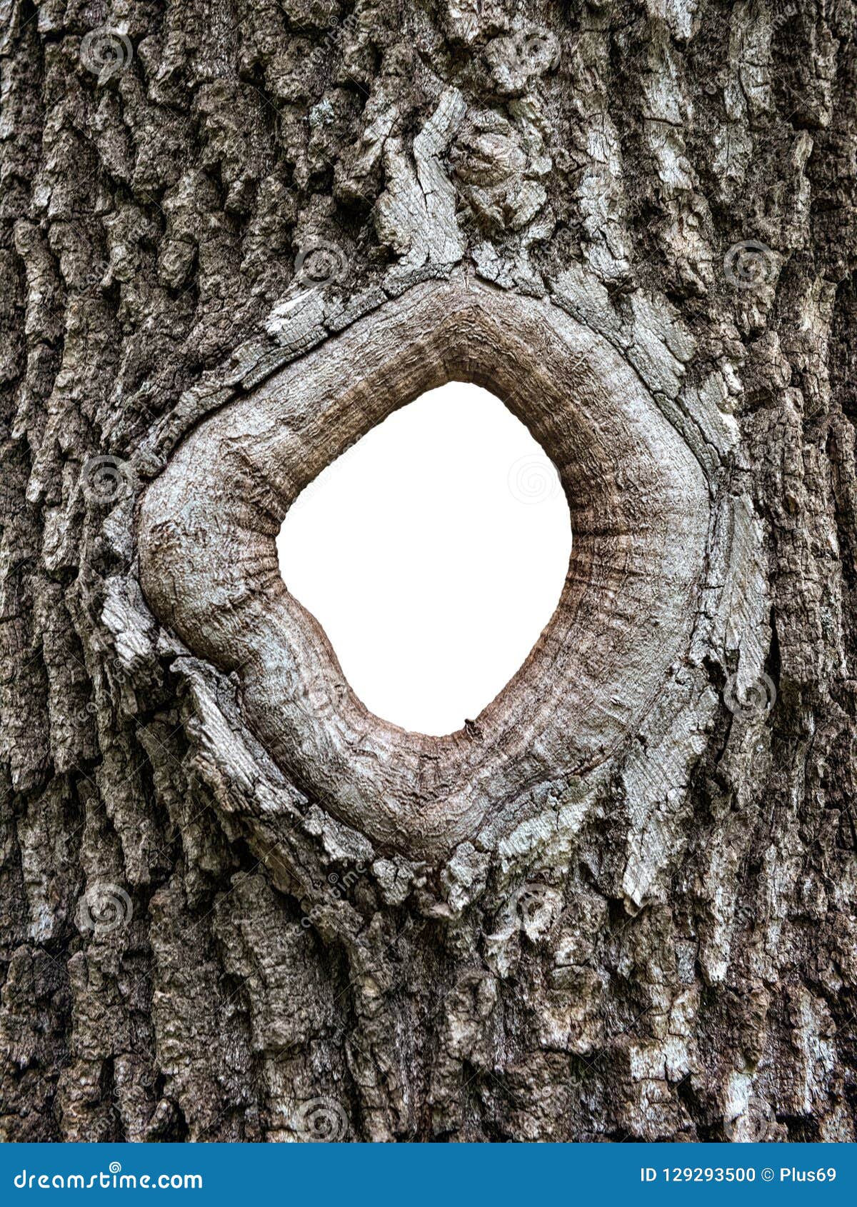 726 Tree Bark Round Hole Photos - Free & Royalty-Free Stock Photos from ...