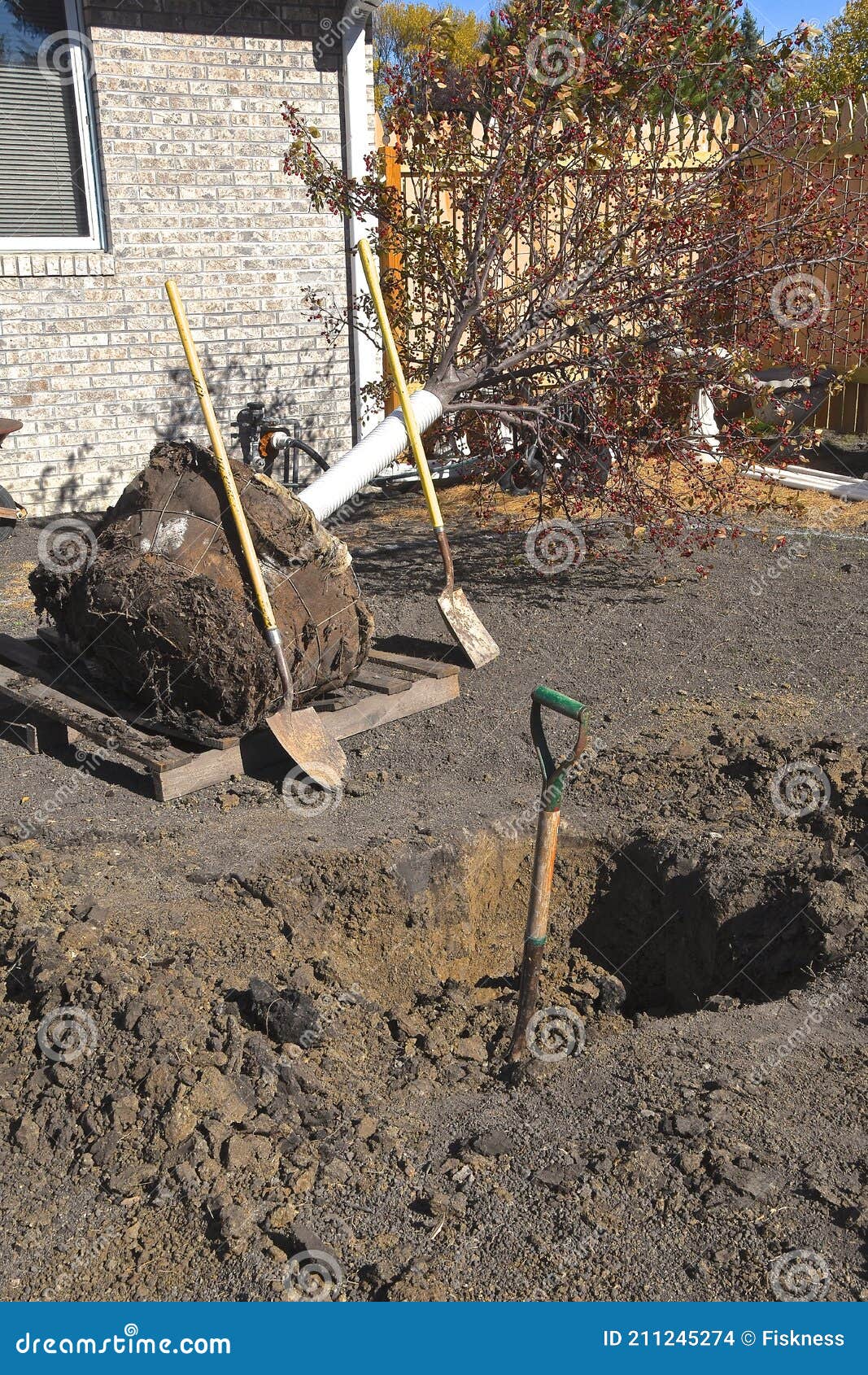 Digging a Hole for Transplanting a Tree Stock Photo - Image of digging ...