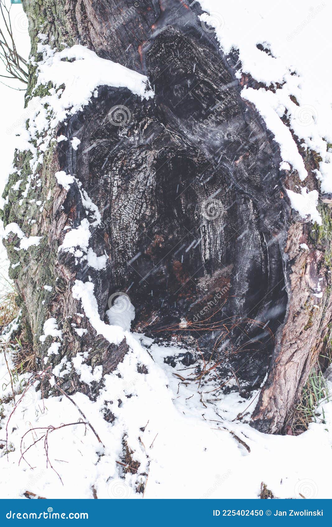 Hole burnt in tree stock photo. Image of snowfall, damage - 225402450