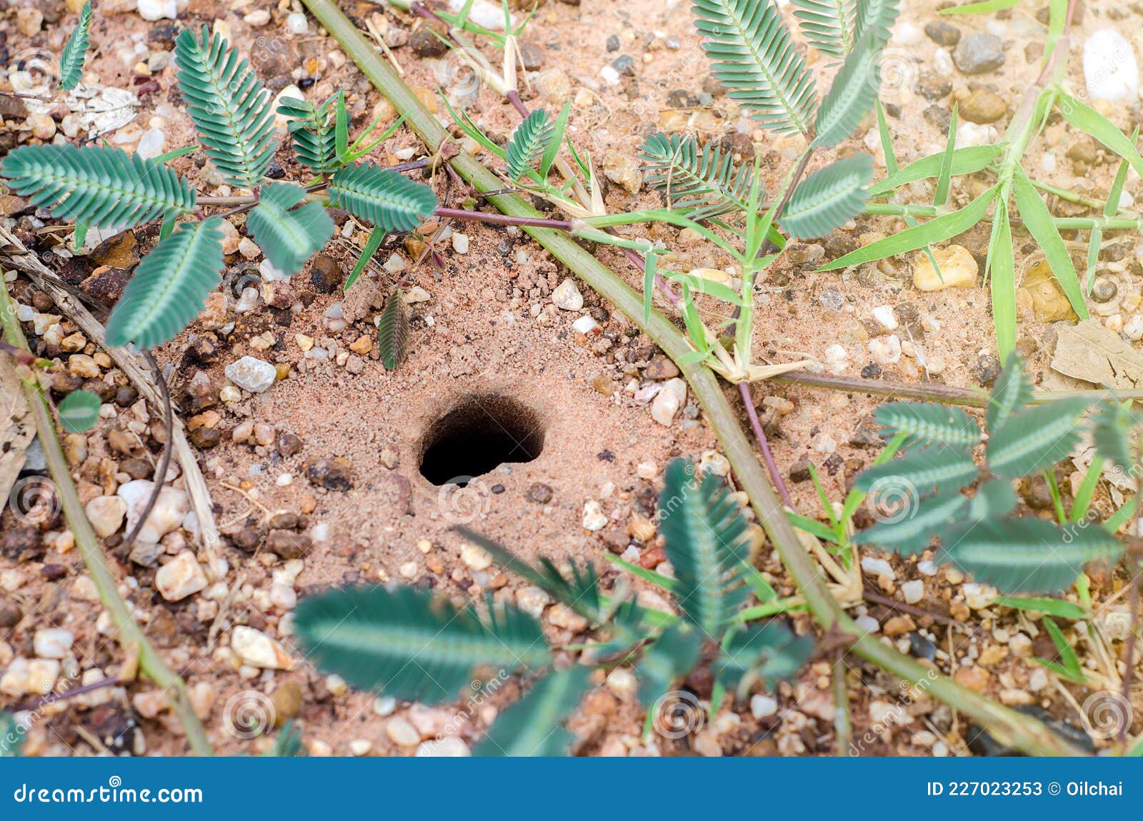 Hole of Butterfly lizard stock image. Image of wildlife - 227023253