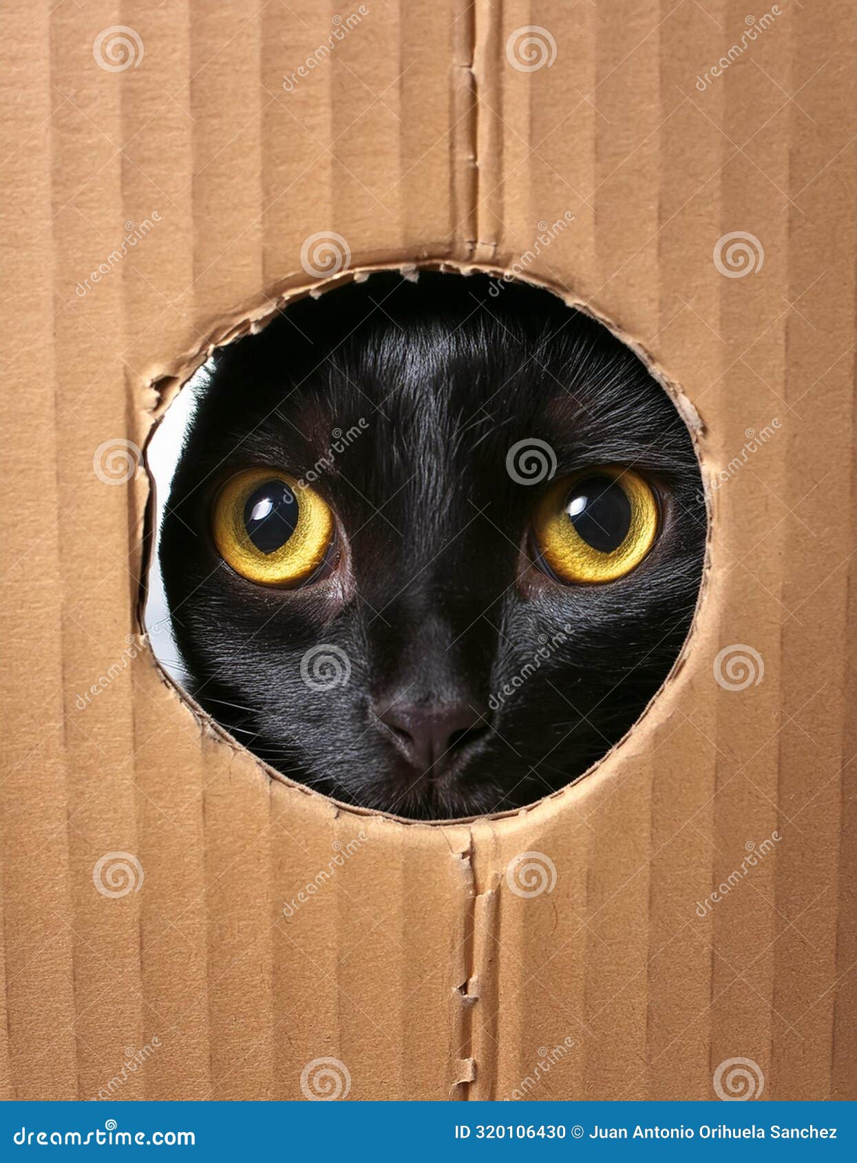 Through a Hole in a Cardboard Box, the Yellow Eyes of a Black Cat Peer ...