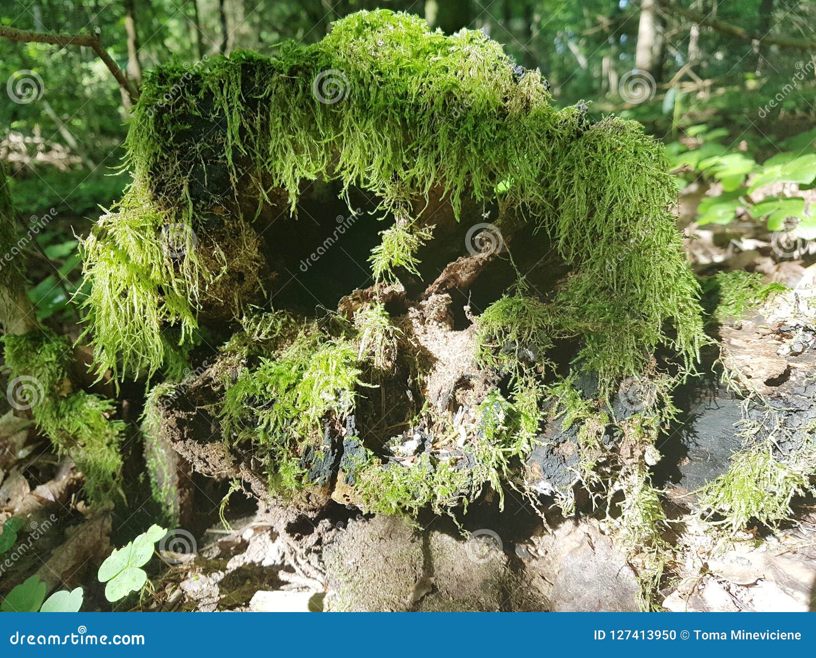 Hole stock photo. Image of rough, woods, lair, hole - 127413950