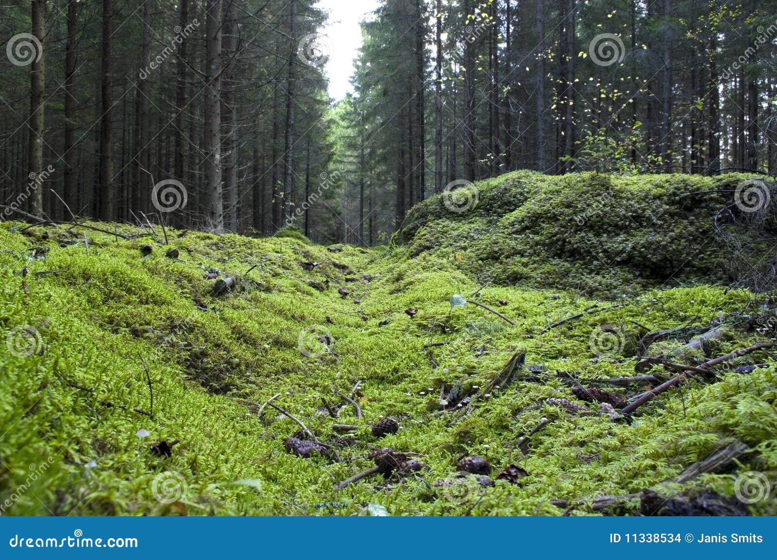 Hole in forest. stock photo. Image of landscape, brown - 11338534