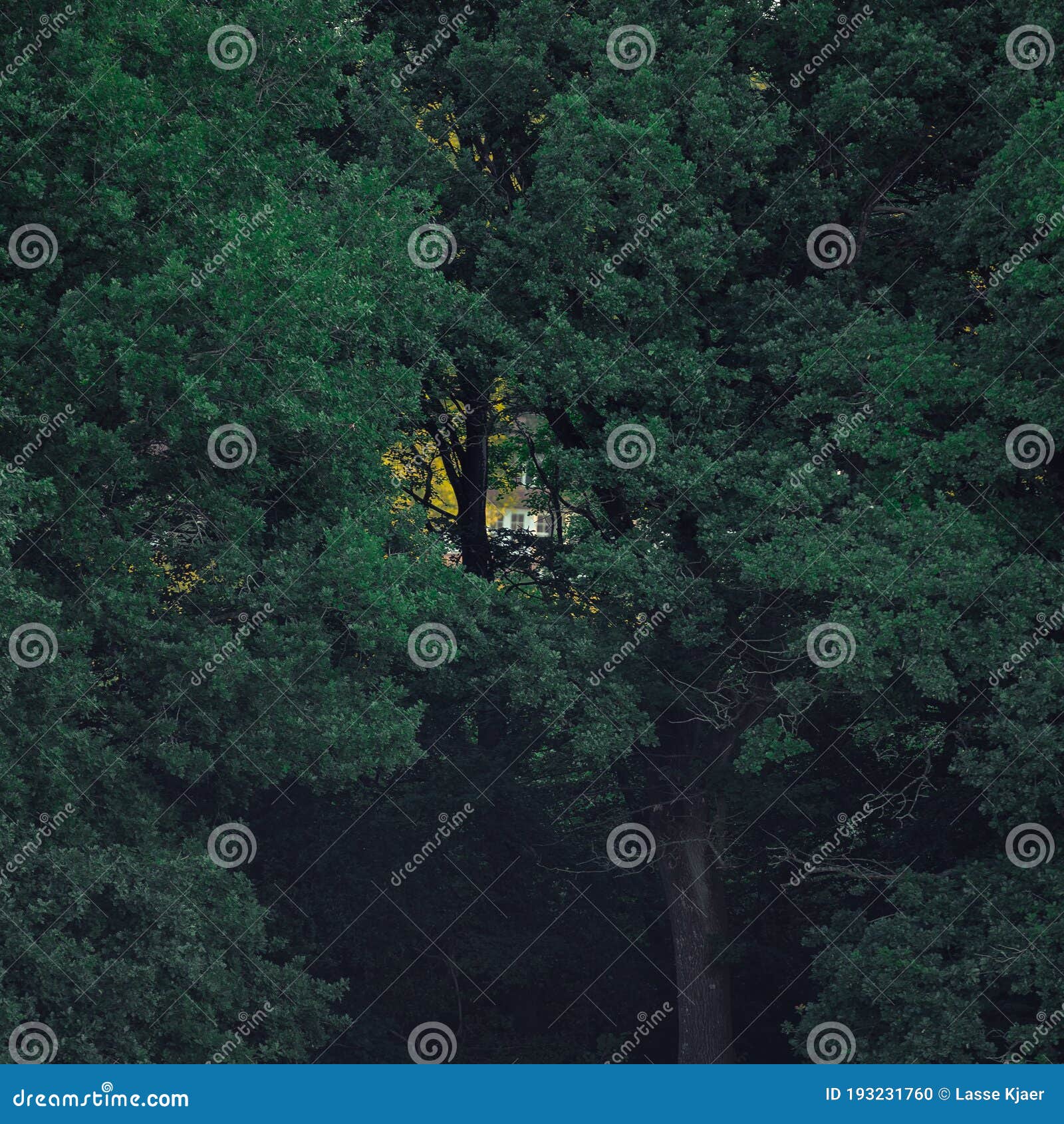 A hole in the forest stock photo. Image of grass, yellow - 193231760