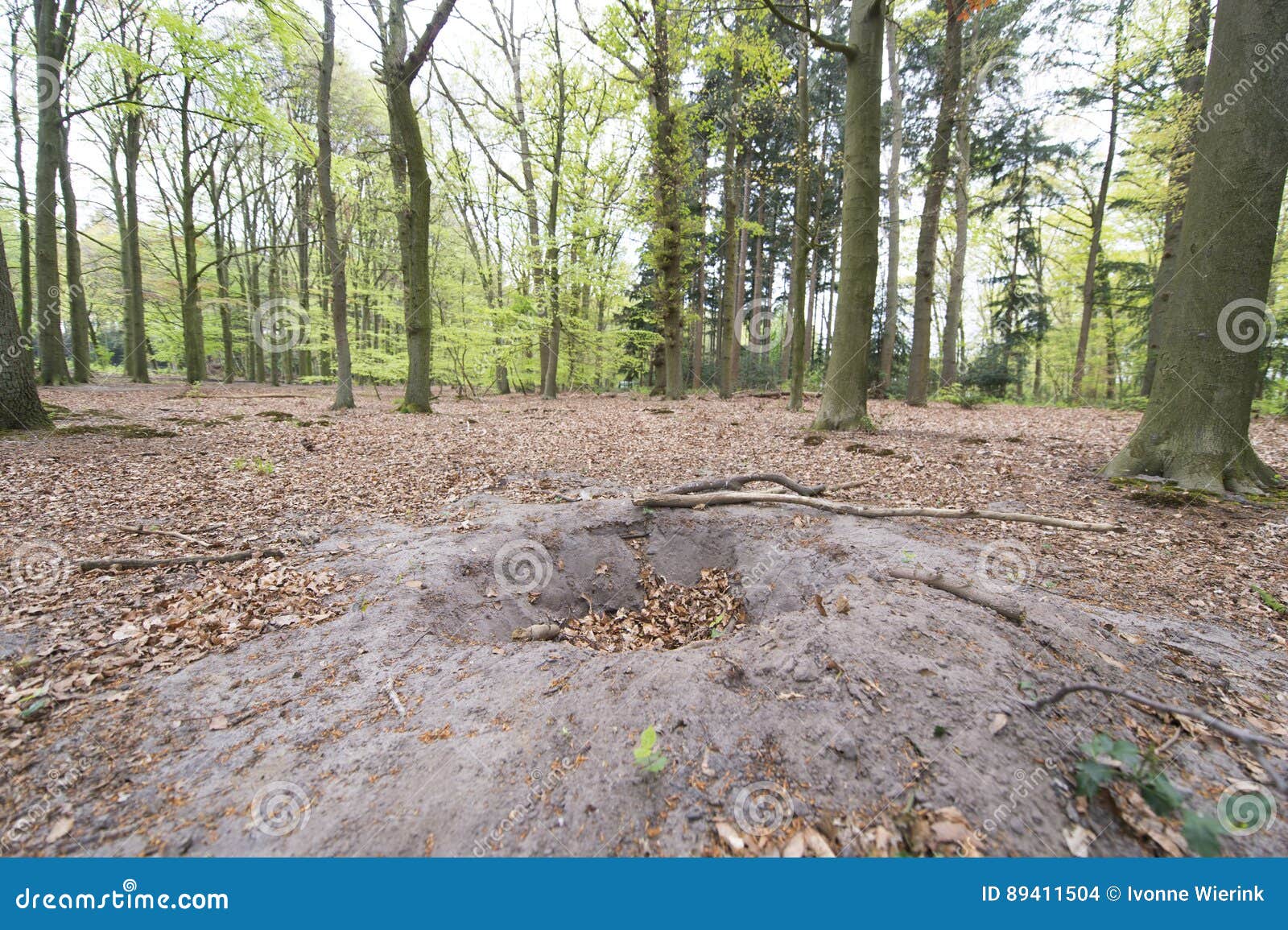 Hole in the forest stock photo. Image of grave, nature - 89411504