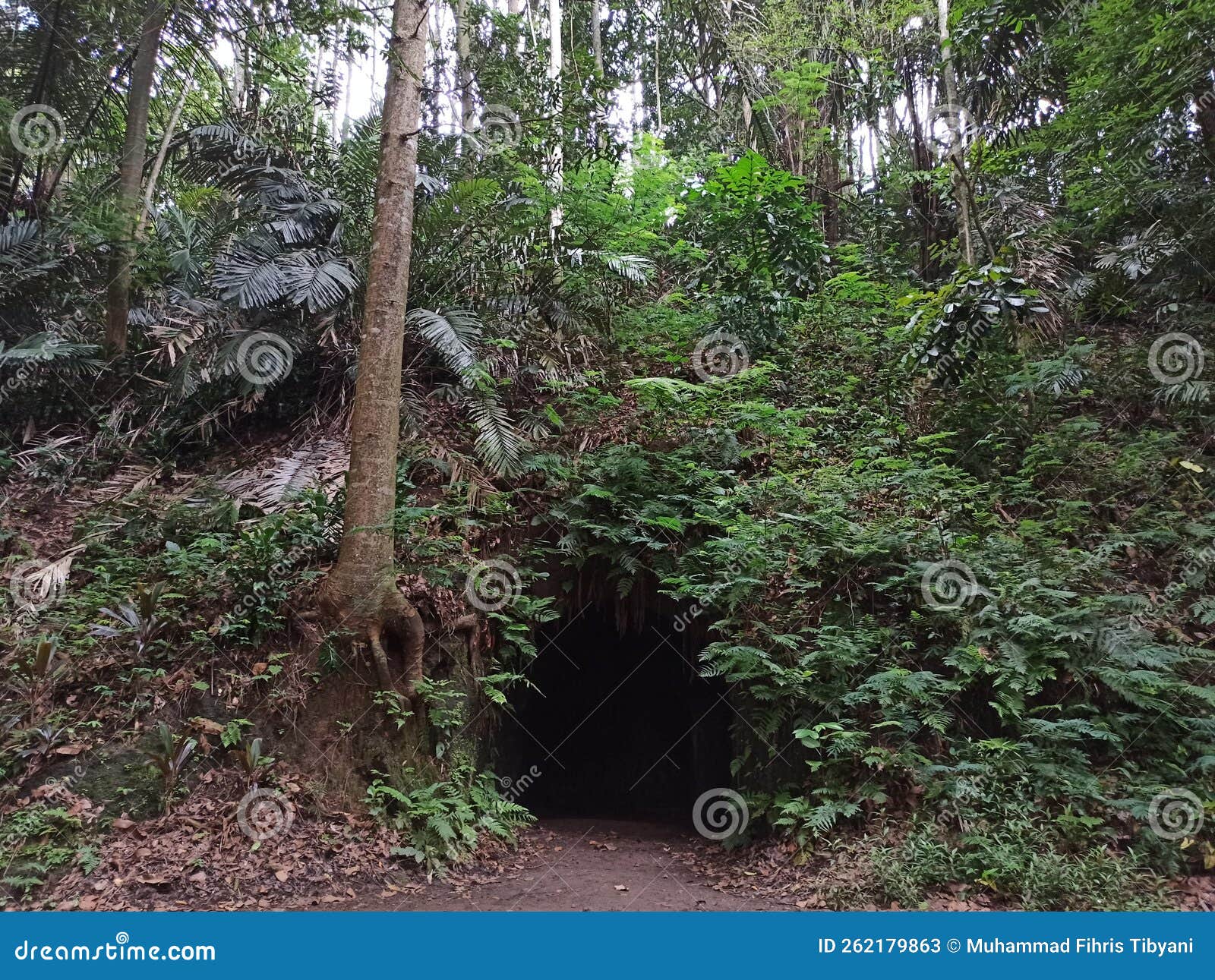 A Hole in the Ground Cave in the Middle of the Forest Stock Image ...