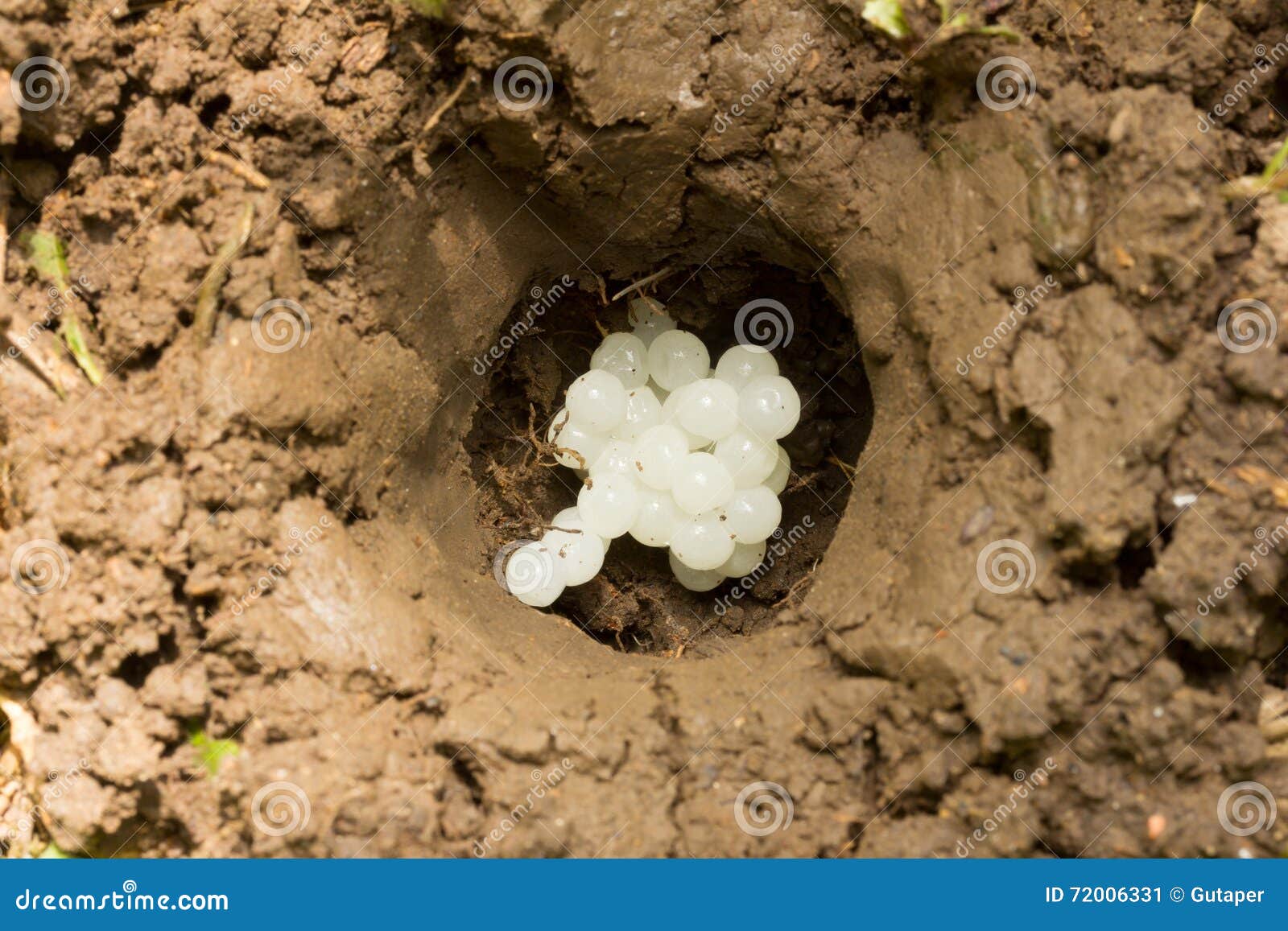 The Hole in the Ground with Egg Escargot Stock Image - Image of ...