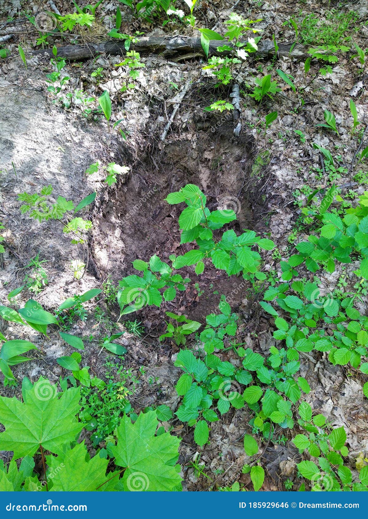 Hole in Ground in Green Forest at Daytime Stock Photo - Image of ...