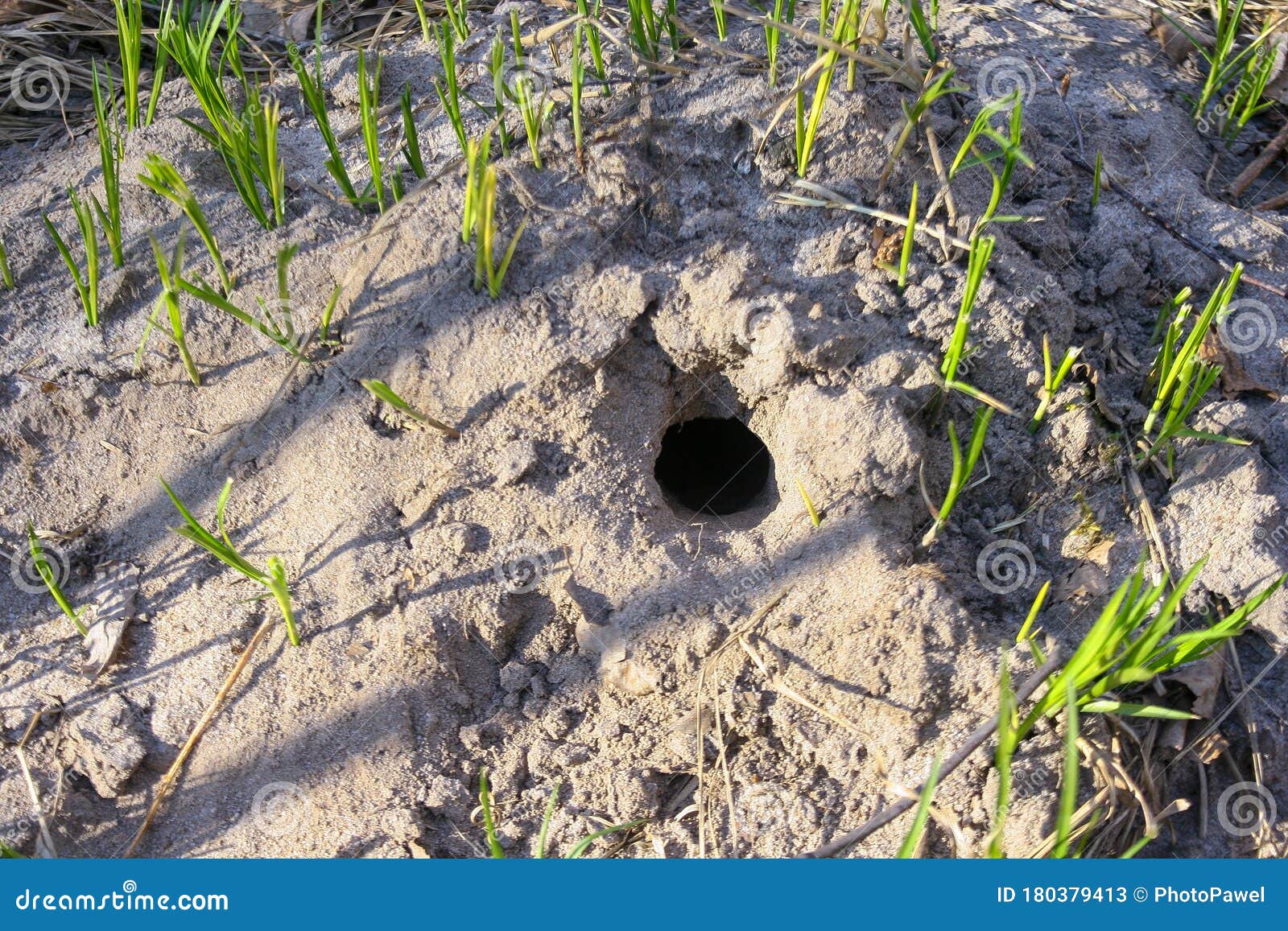 Hole in the Ground. Mole Hole in the Steppe Stock Image - Image of ...