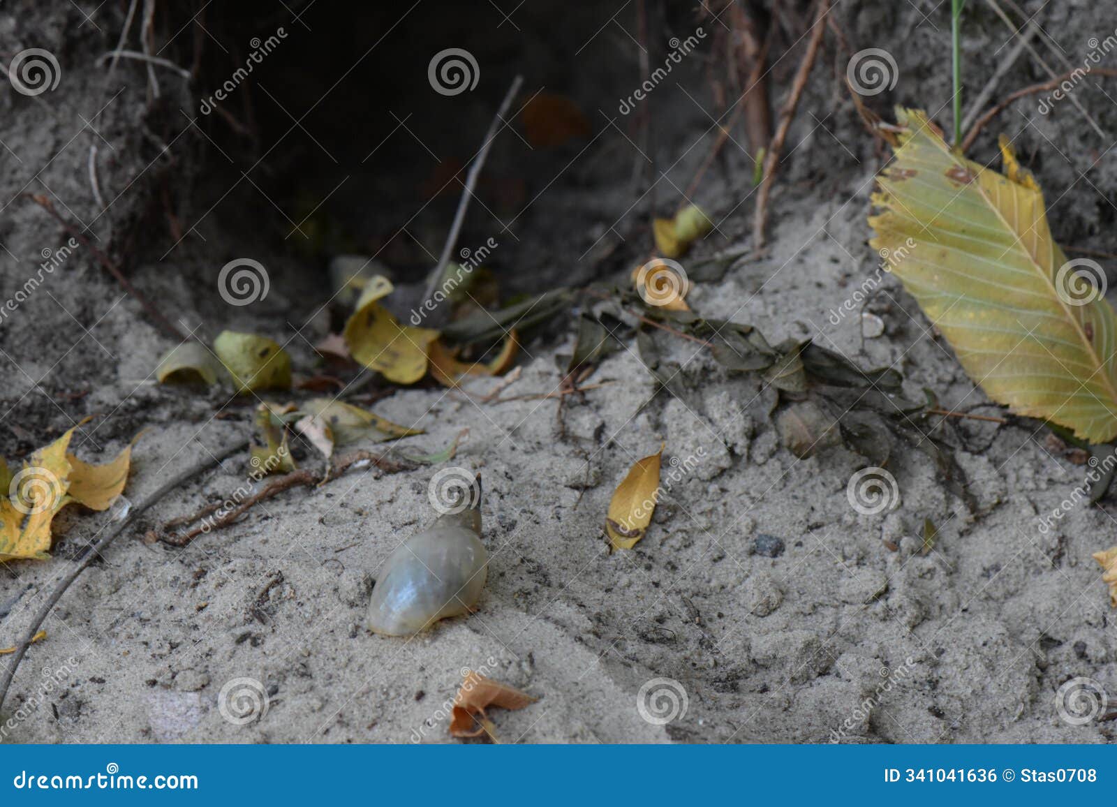The Hole in the Ground with a Tree in the Form of a Hole Stock Photo ...