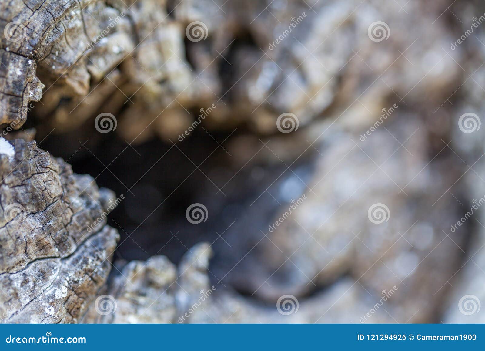 Hole inside tree trunk stock photo. Image of wild, hole - 121294926