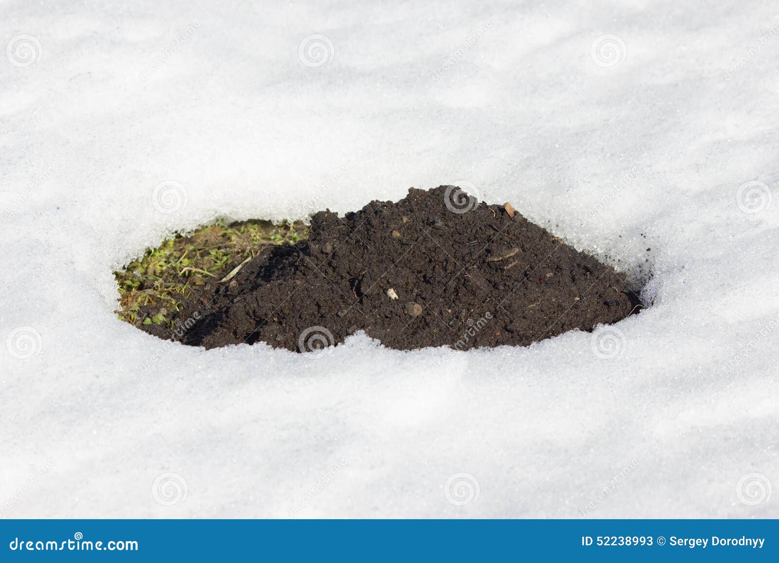 Hole of a mole. stock image. Image of leaf, wildlife - 52238993