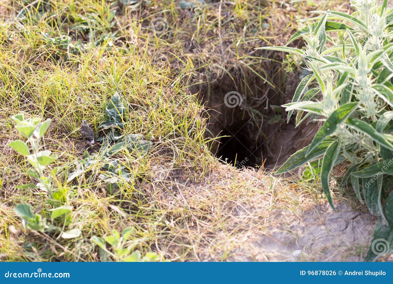 Hole on the Nature of the Beast Stock Photo - Image of burrow, nature ...