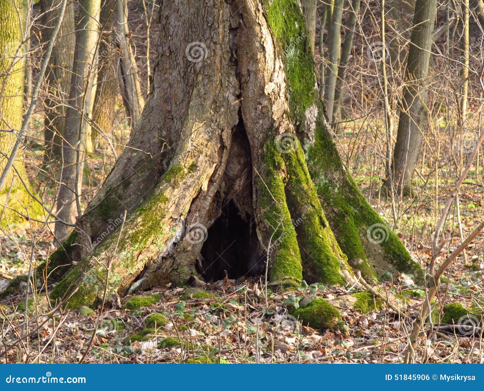 Hole in the old tree stock photo. Image of nature, woods - 51845906