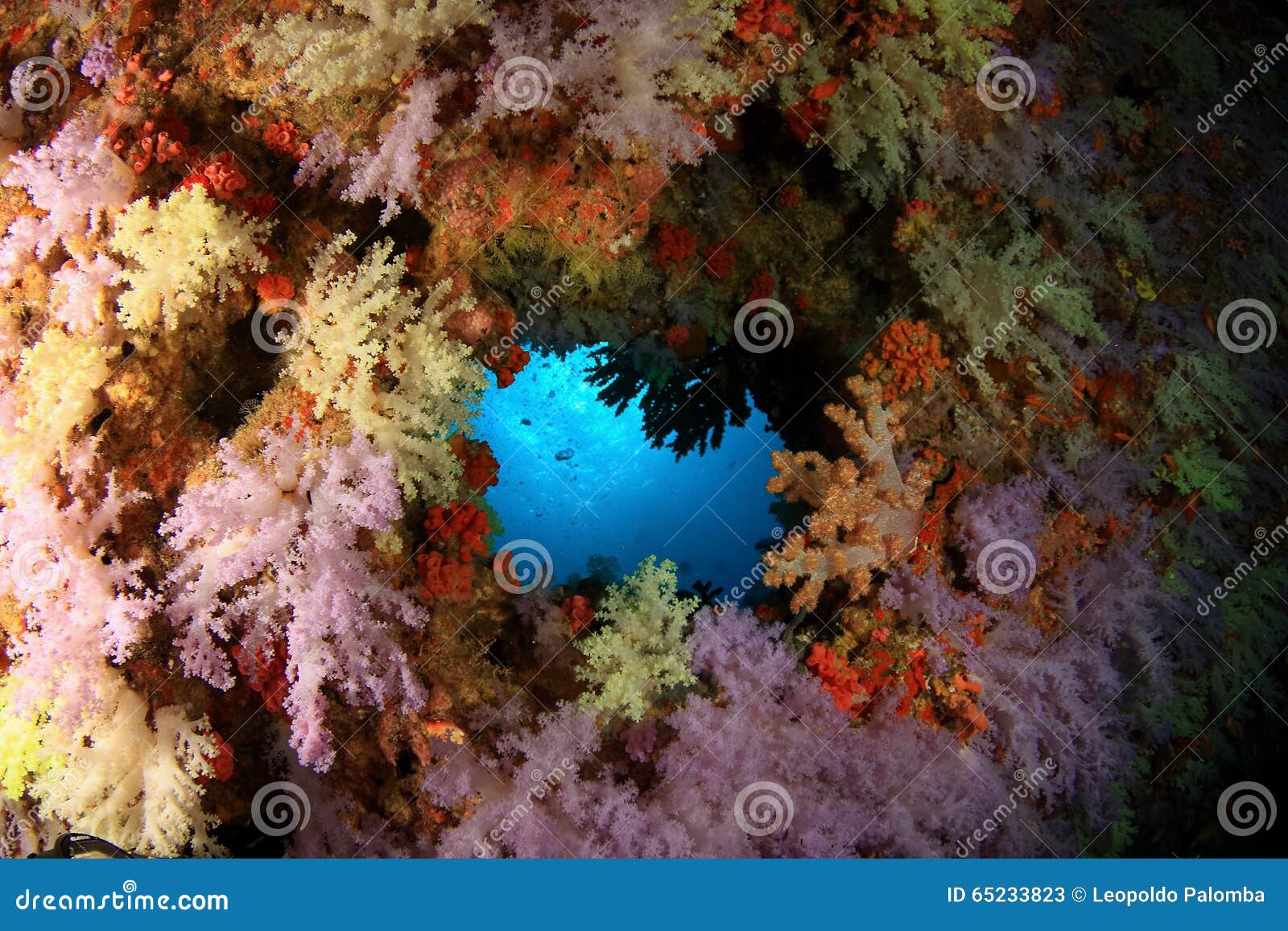 The hole in the reef stock image. Image of fish, whitsundays - 65233823
