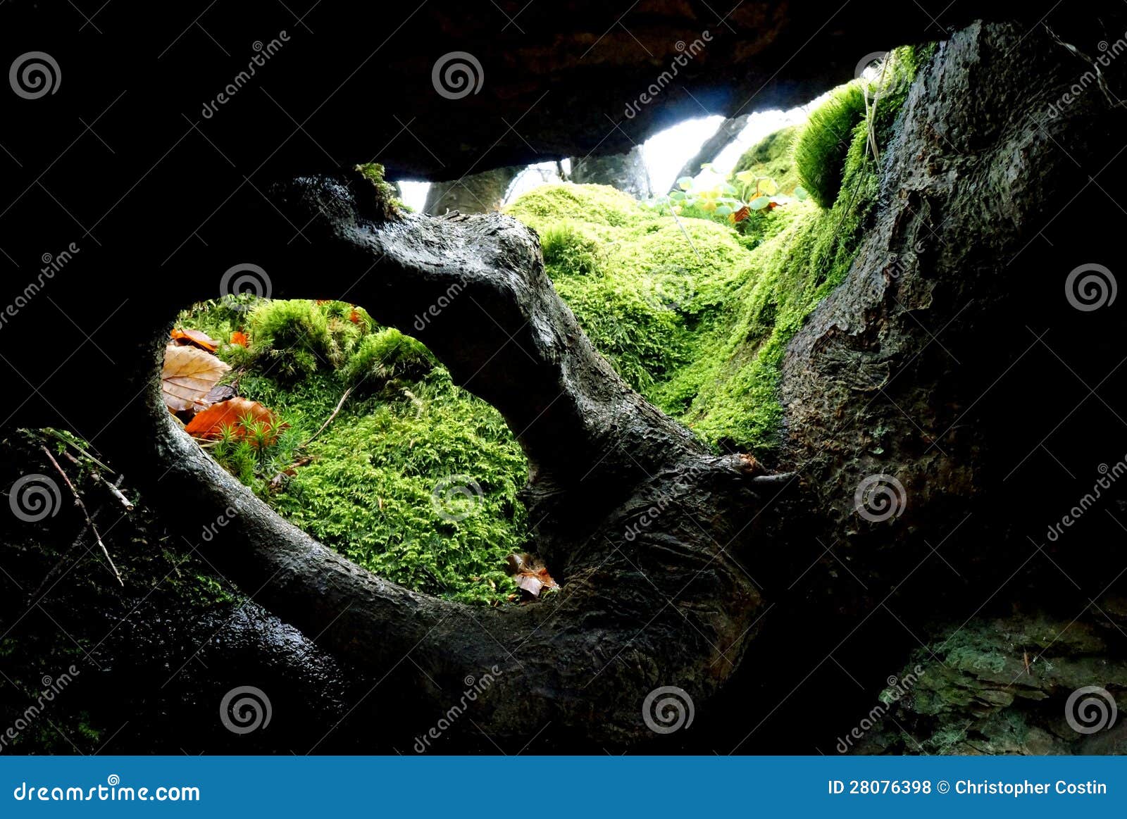 Hole in the Roots stock photo. Image of rocks, moss, dark - 28076398