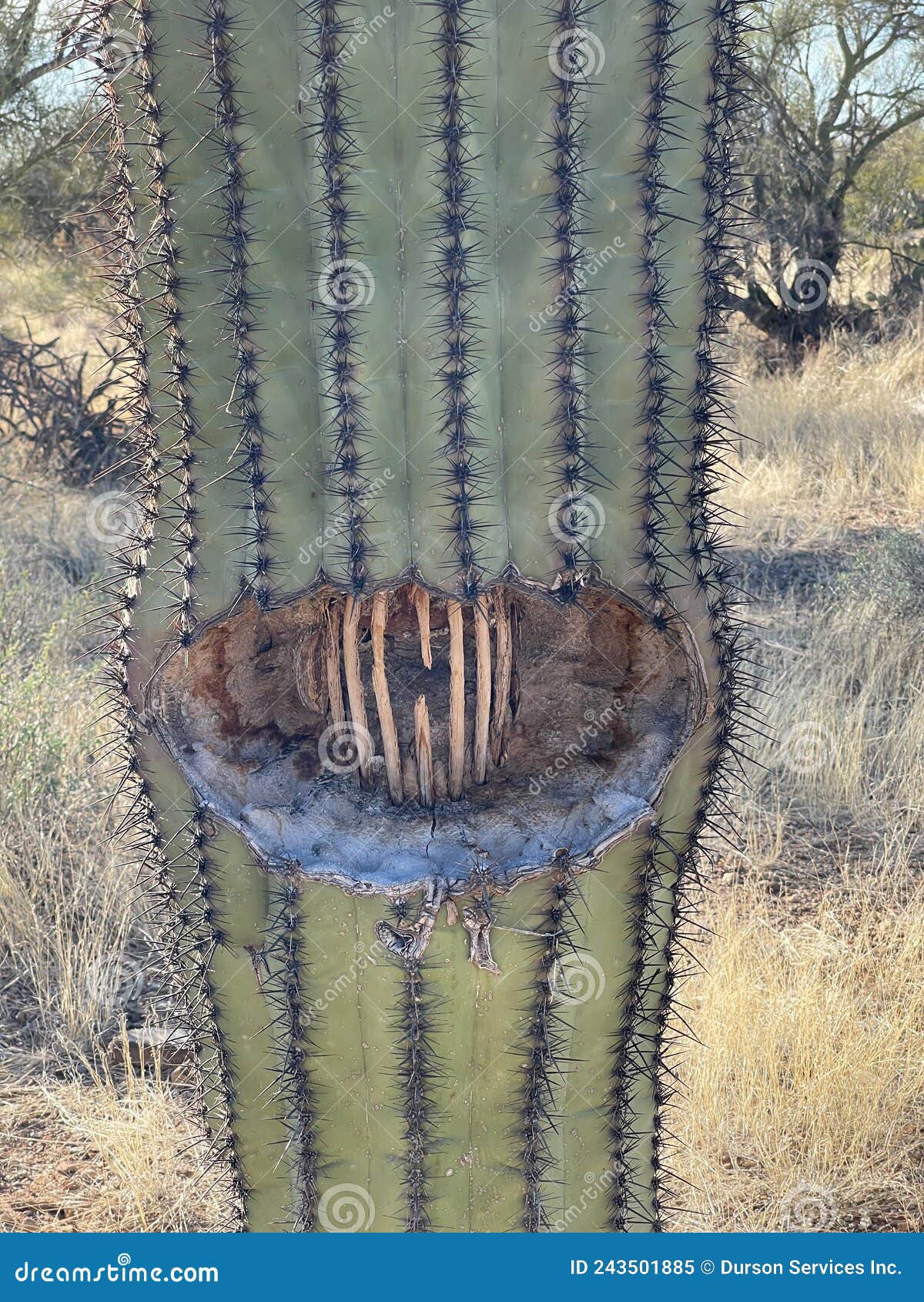 Hole in a Saguaro Cactus, Inside Ribs Showing. Stock Image - Image of ...