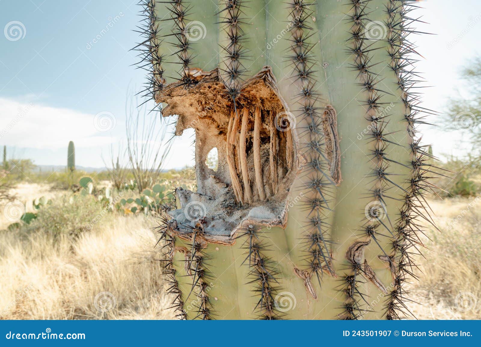Hole in a Saguaro Cactus, Inside Ribs Showing. Stock Image - Image of ...
