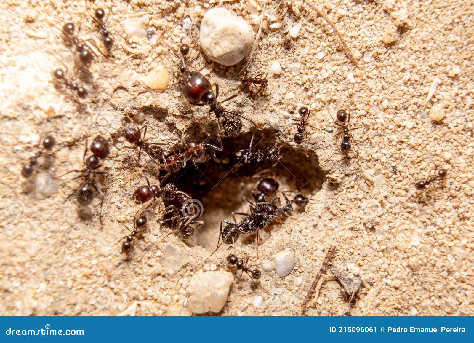 Hole in the Sand of an Anthill with Several Ants Stock Image - Image of ...