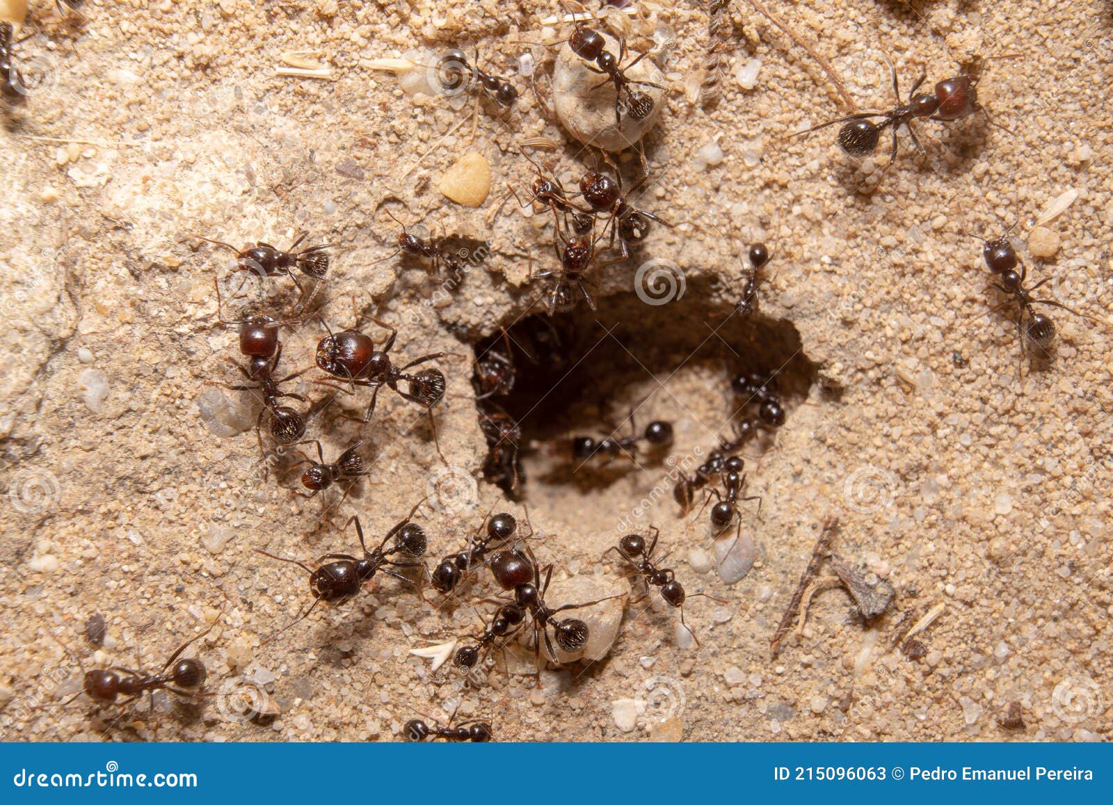 Hole in the Sand of an Anthill with Several Ants Stock Image - Image of ...