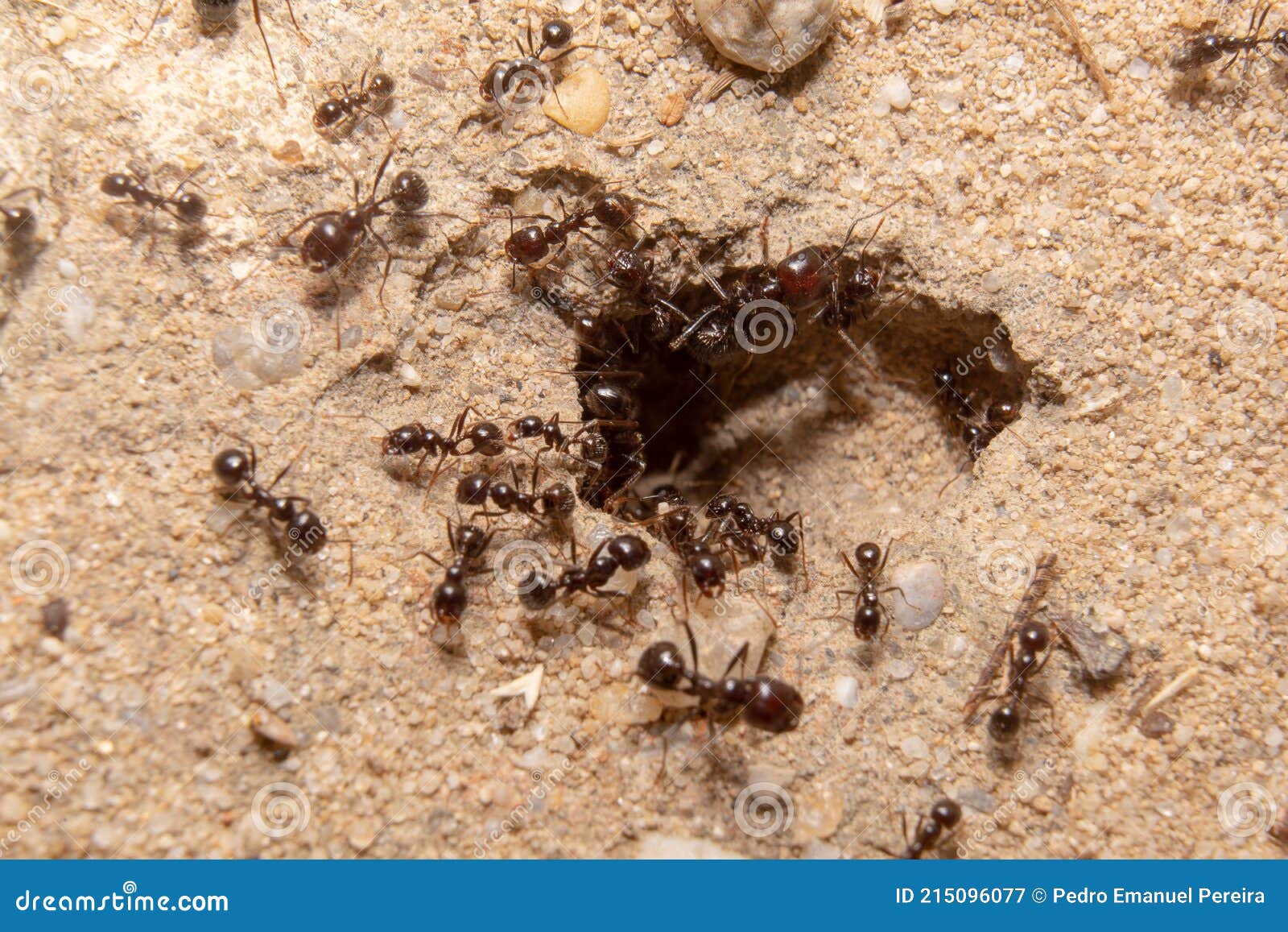 Hole in the Sand of an Anthill with Several Ants Stock Image - Image of ...