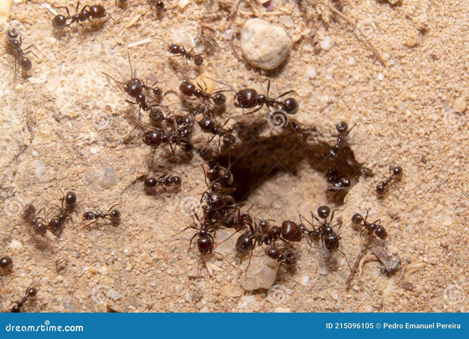 Hole in the Sand of an Anthill with Several Ants Stock Image - Image of ...