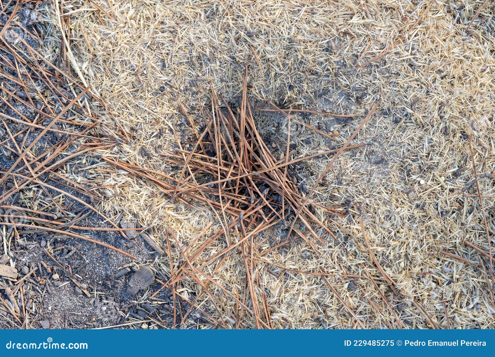Hole in the Sand Formed by Ants Forming an Anthill. Stock Image - Image ...