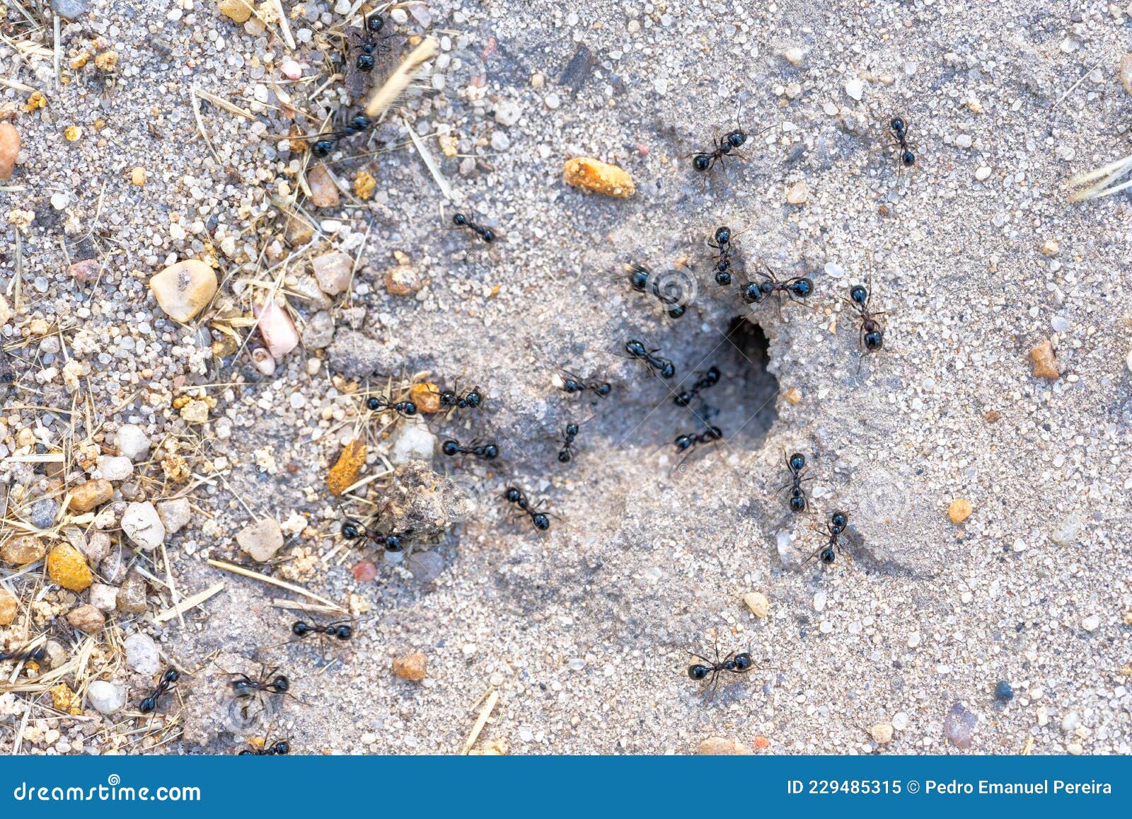 Hole in the Sand Formed by Ants Forming an Anthill. Stock Image - Image ...