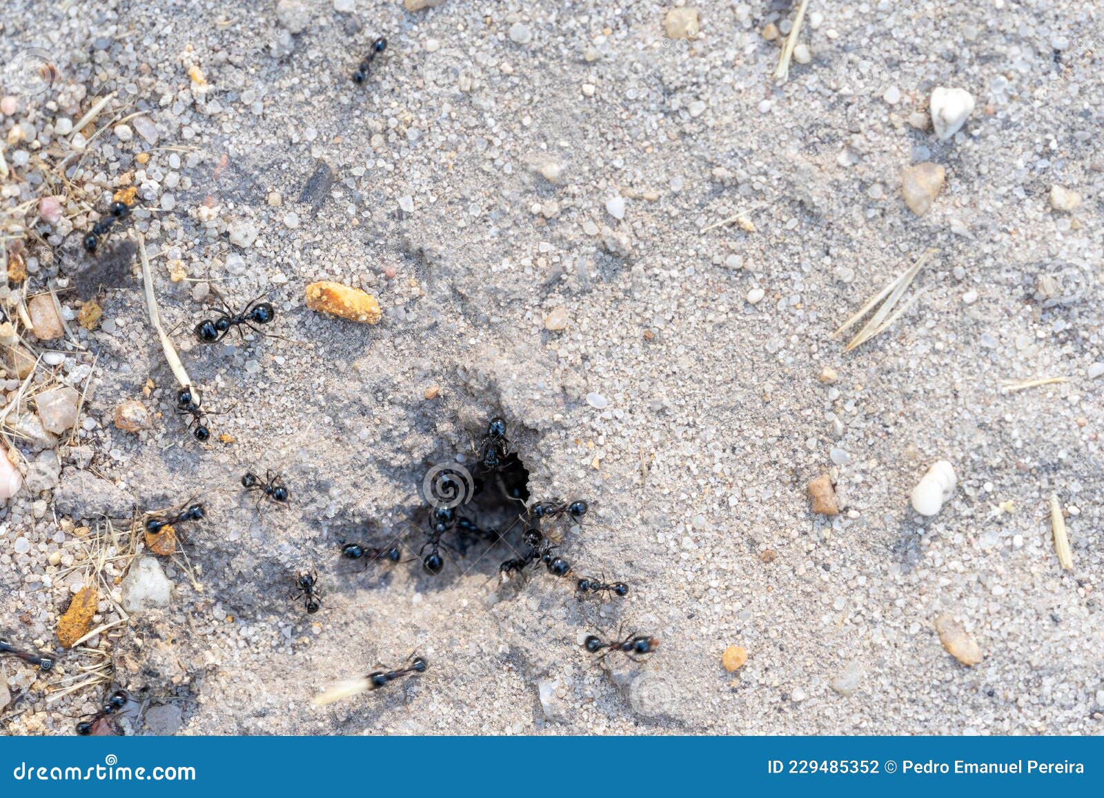 Hole in the Sand Formed by Ants Forming an Anthill. Stock Photo - Image ...