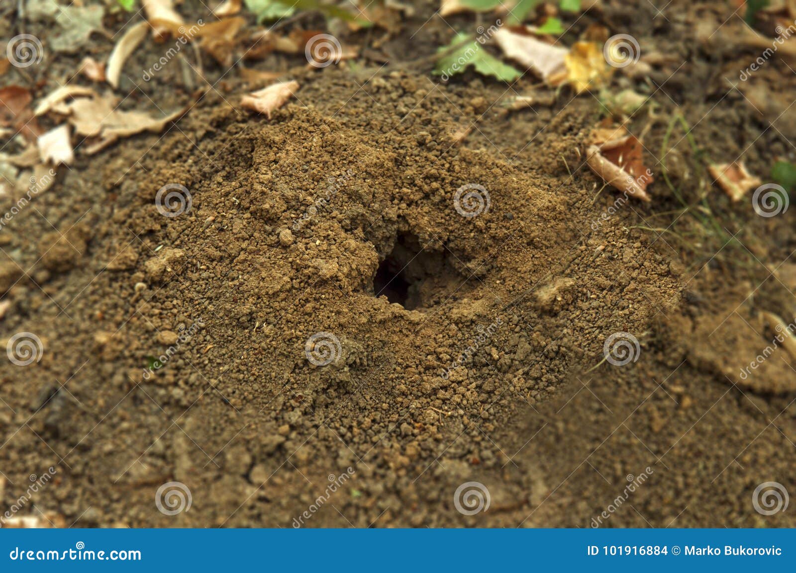 Hole in the Soil Ground Animal in Nature Forest Stock Photo - Image of ...