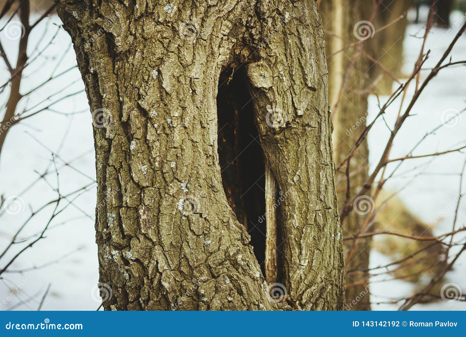 The Hole for the Squirrels on the Oak Tree Stock Photo - Image of tree ...