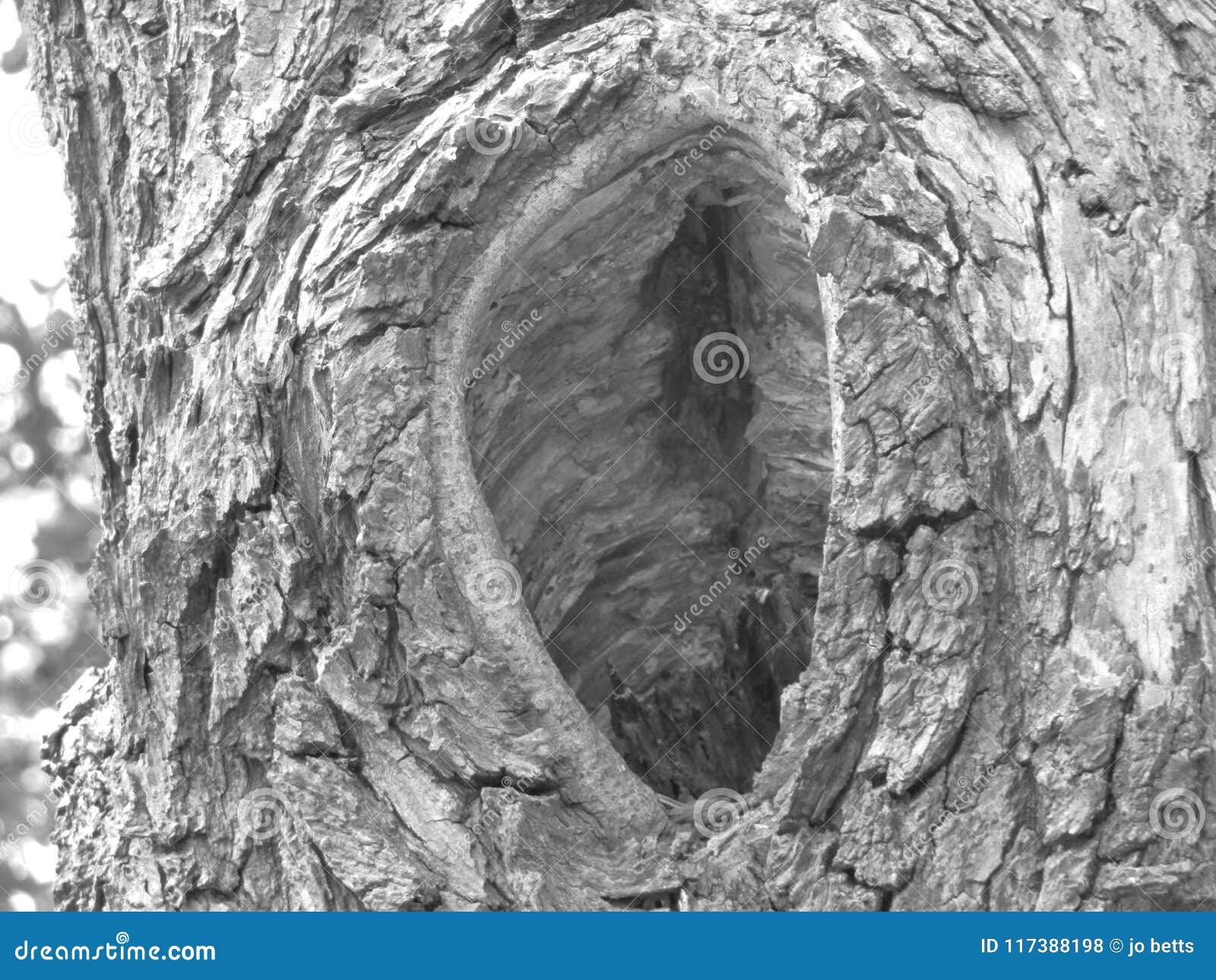 Hole in tree stock photo. Image of thick, tree, black - 117388198