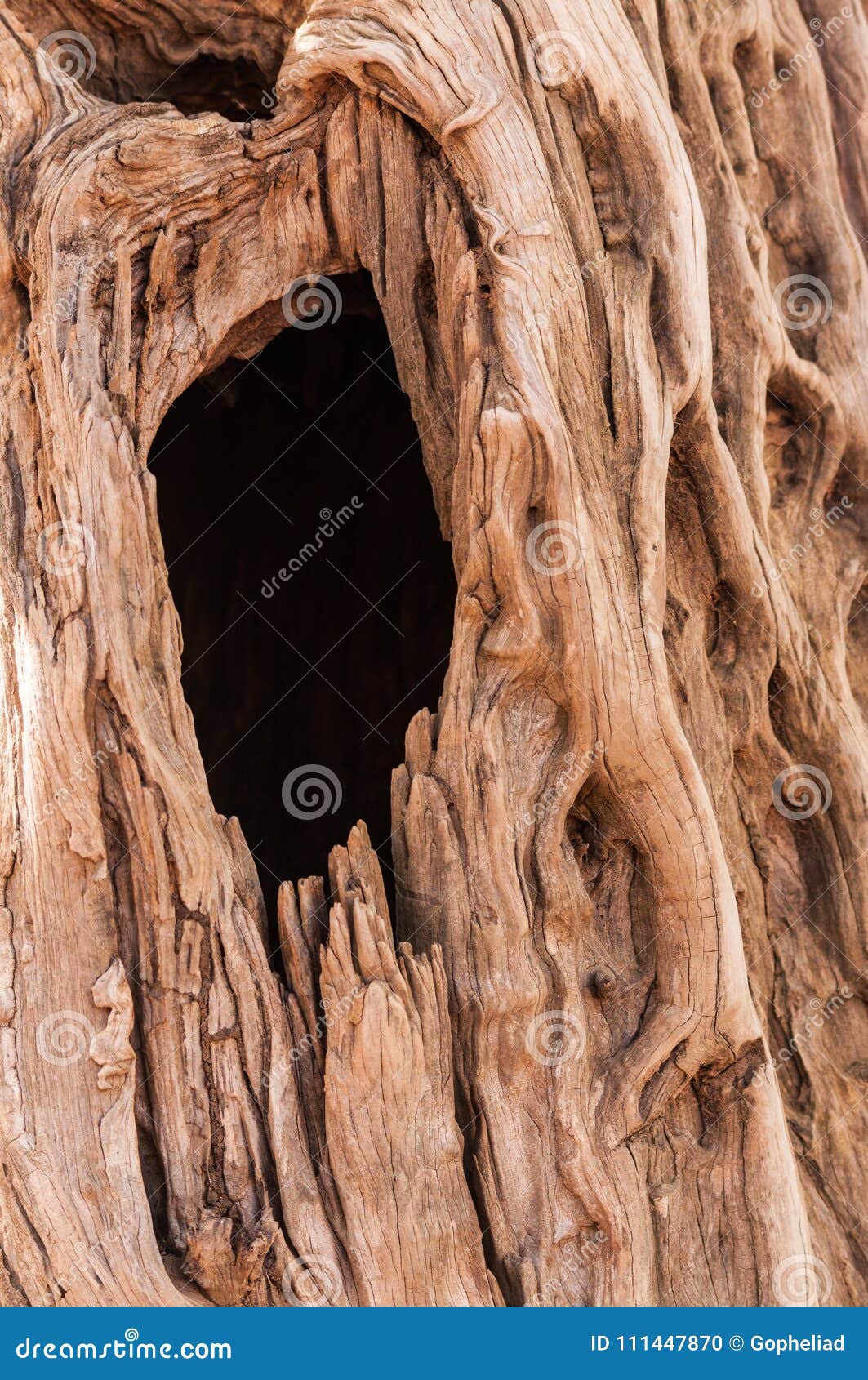 Hole in Tree stock photo. Image of trunk, background - 111447870